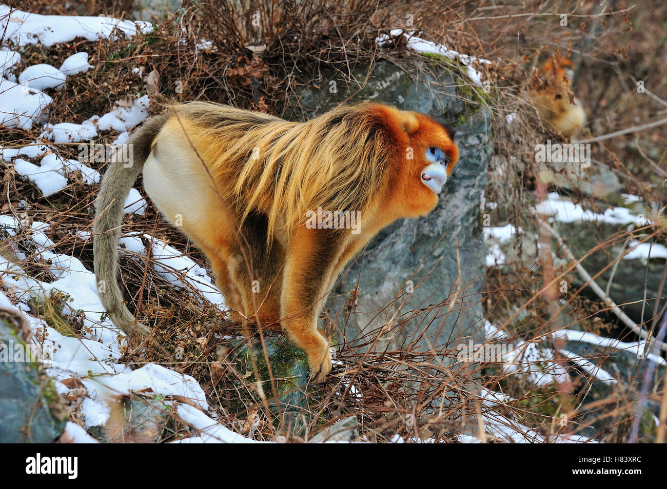 Golden Snub-nosed Monkey (Rhinopithecus roxellana) male, Qinling ...