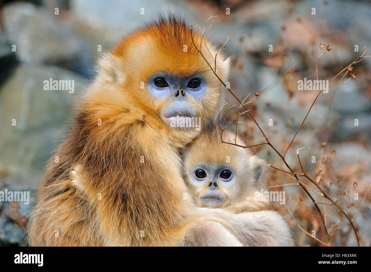 Golden Snub-nosed Monkey (Rhinopithecus roxellana) female with young ...