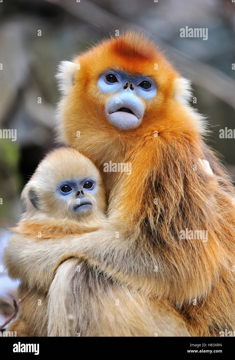 Golden Snub-nosed Monkey (Rhinopithecus roxellana) female with young ...