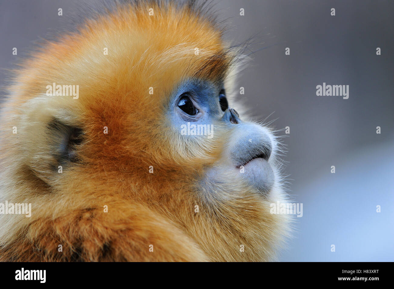 Golden Snub-nosed Monkey (Rhinopithecus roxellana), Qinling Mountains ...