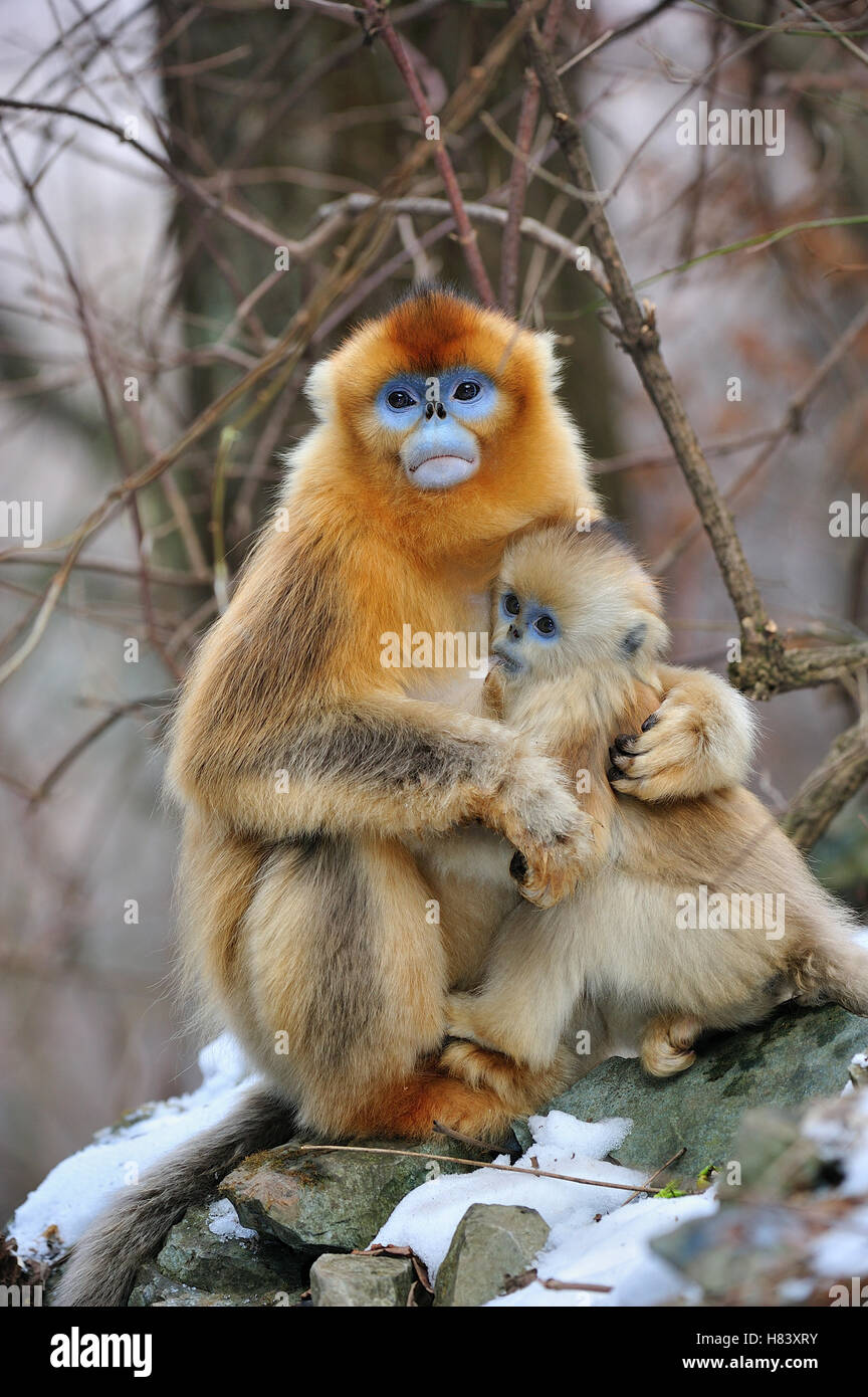 Golden Snub-nosed Monkey (Rhinopithecus roxellana) female nursing young ...