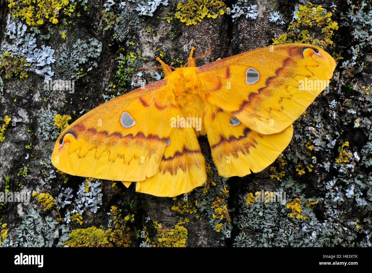 Saturniid Moth (Rhodinia fugax) female on bark, Qinling Mountains ...
