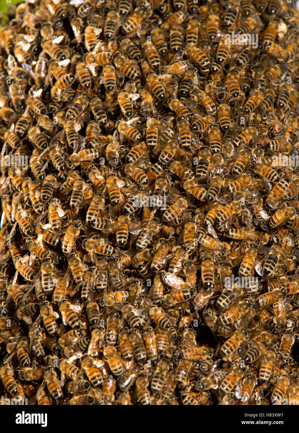 Honey Bee (Apis mellifera) swarm on tree in urban yard, Portland ...