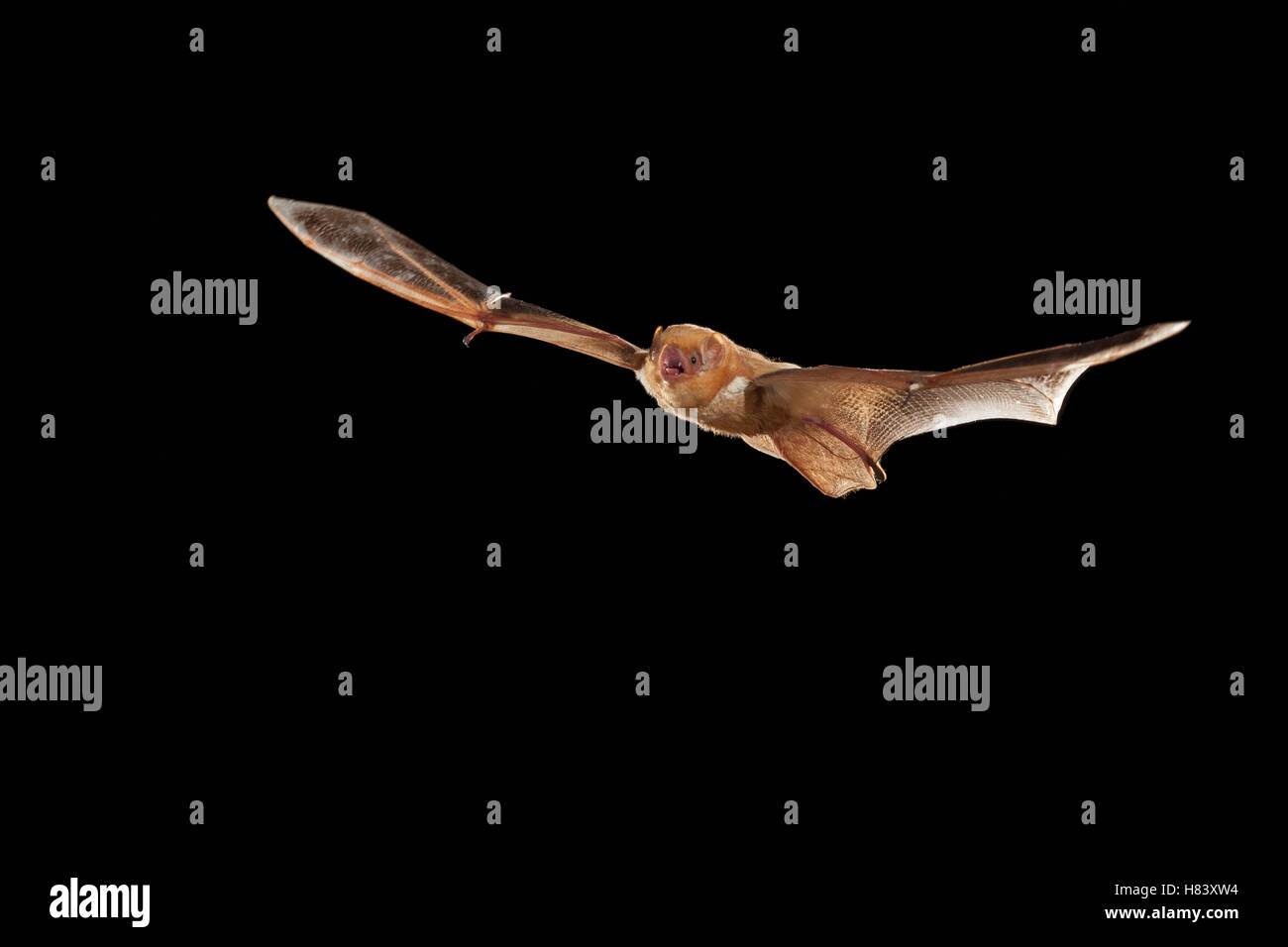 Eastern Red Bat (Lasiurus borealis) flying, Cherokee National Forest ...