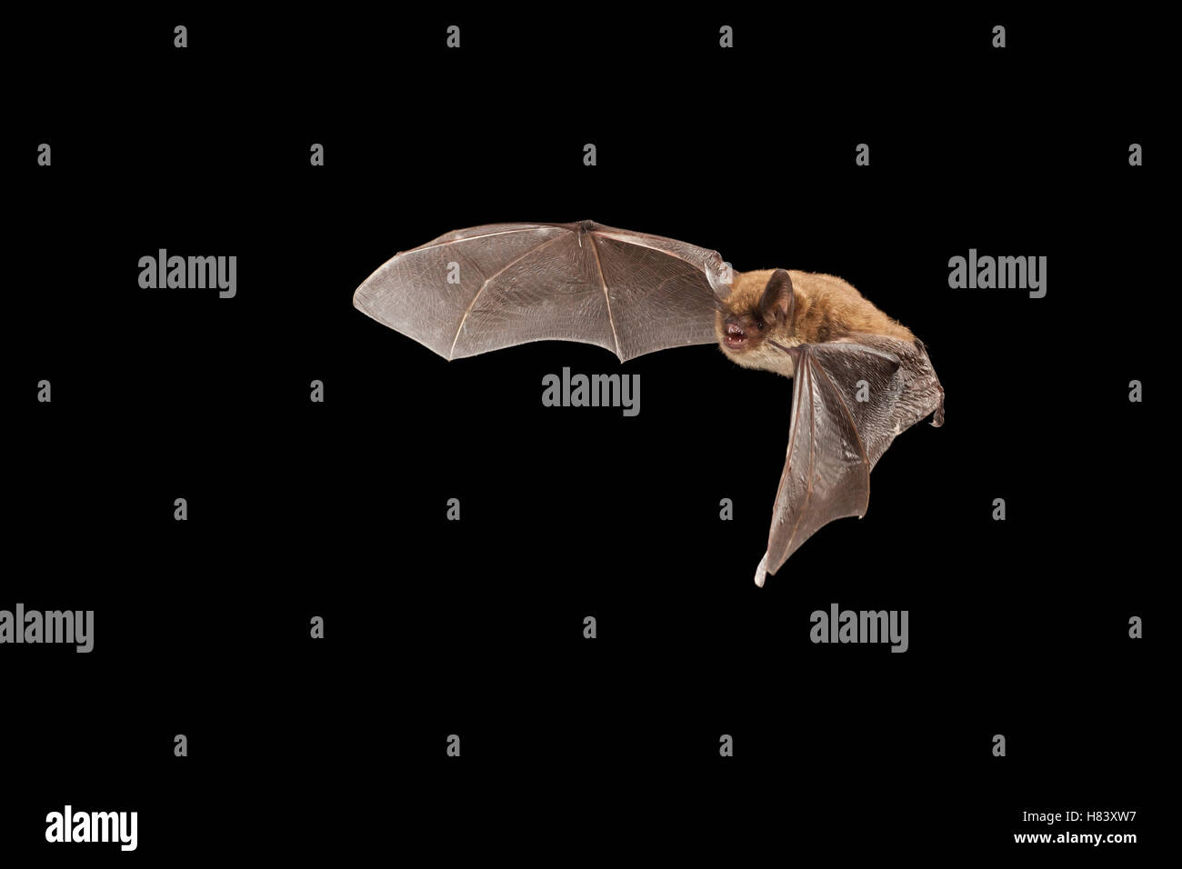 Northern Long-eared Bat (Myotis septentrionalis) female flying ...