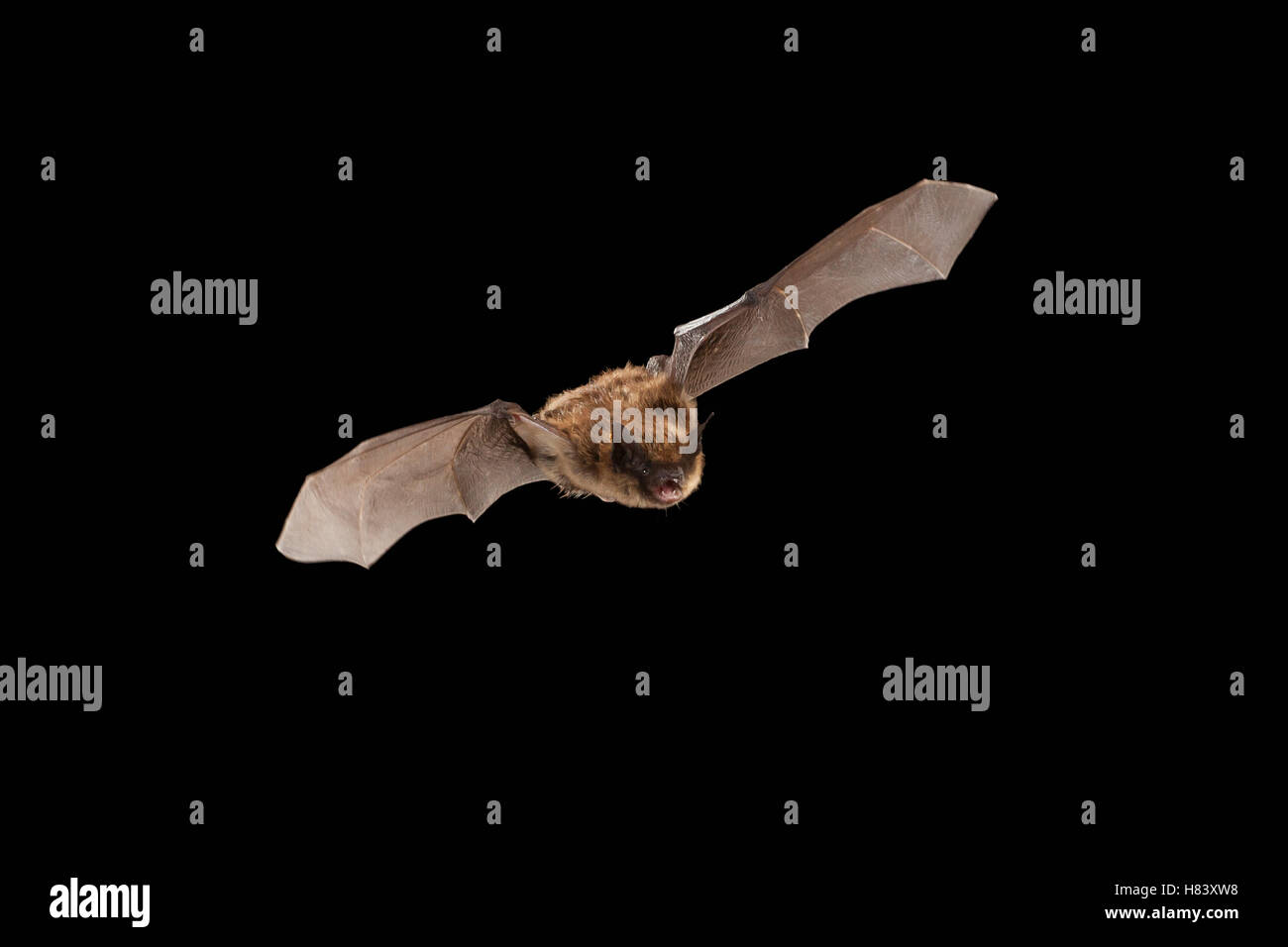 Eastern Small-footed Myotis (Myotis leibii) flying, Cherokee National ...