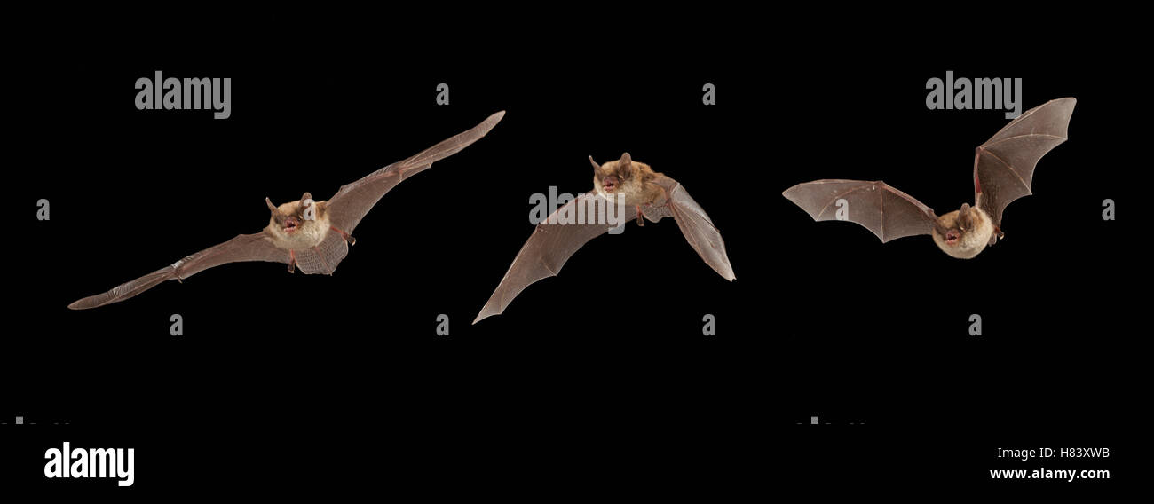 Northern Long-eared Bat (Myotis septentrionalis) male flying, Cherokee ...