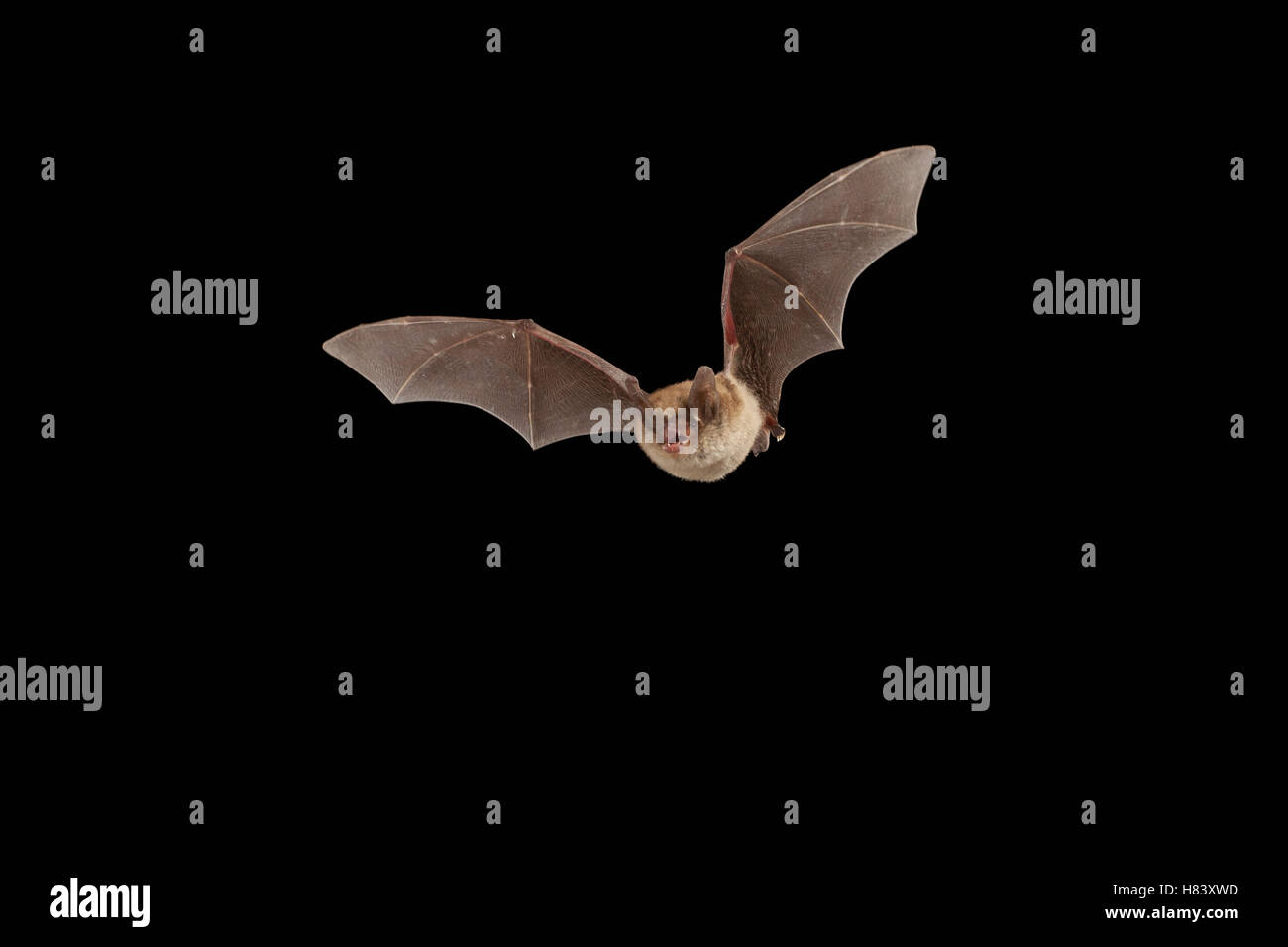 Northern Long-eared Bat (Myotis septentrionalis) male flying, Cherokee ...