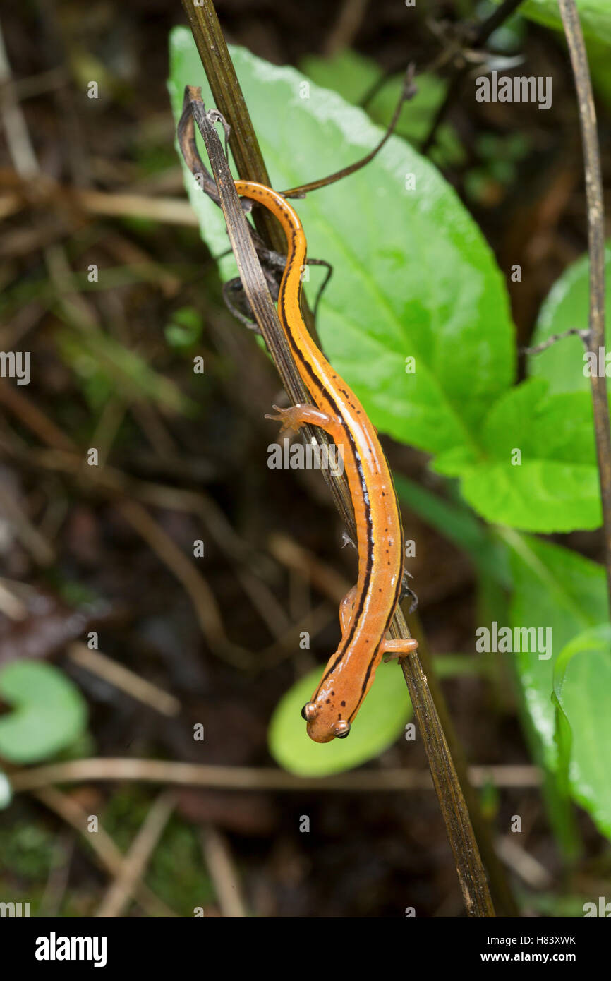 Blue Ridge Two-lined Salamander (Eurycea wilderae) on stem, Cherokee ...