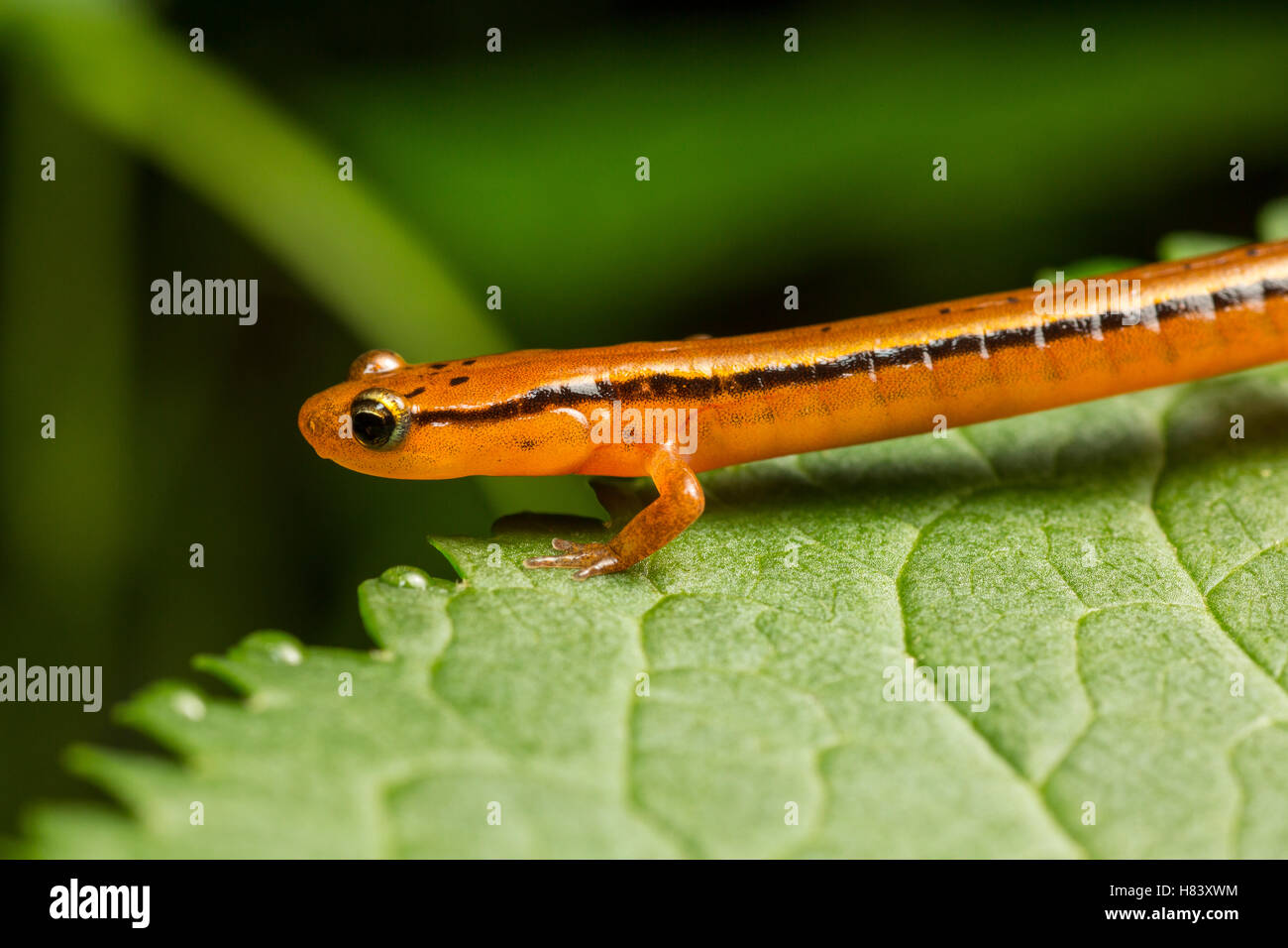 Blue Ridge Two-lined Salamander (Eurycea wilderae), Cherokee National ...