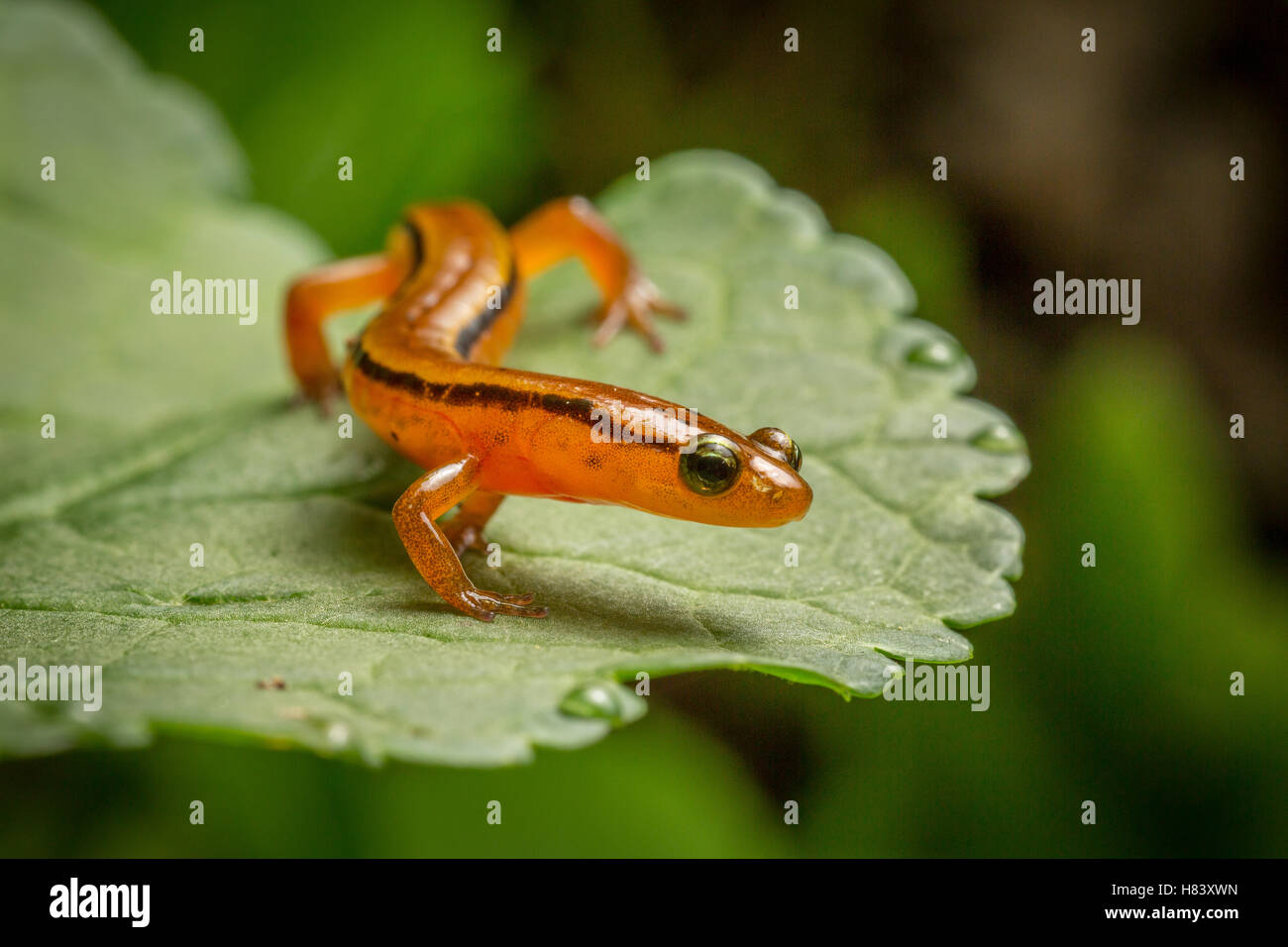 Blue Ridge Two-lined Salamander (Eurycea wilderae), Cherokee National ...