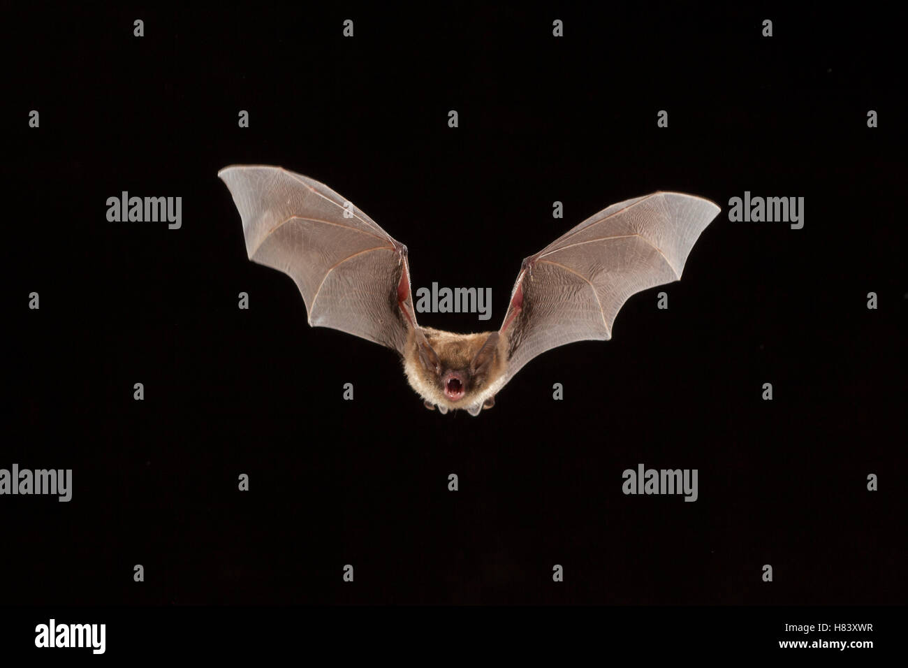 Northern Long-eared Bat (Myotis septentrionalis) female flying ...