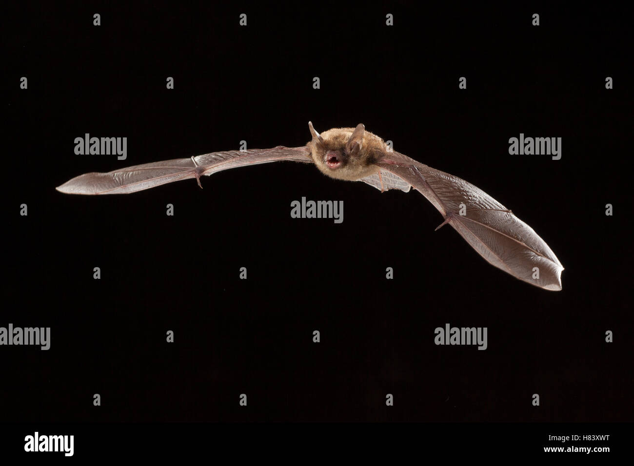 Northern Long-eared Bat (Myotis septentrionalis) female flying ...