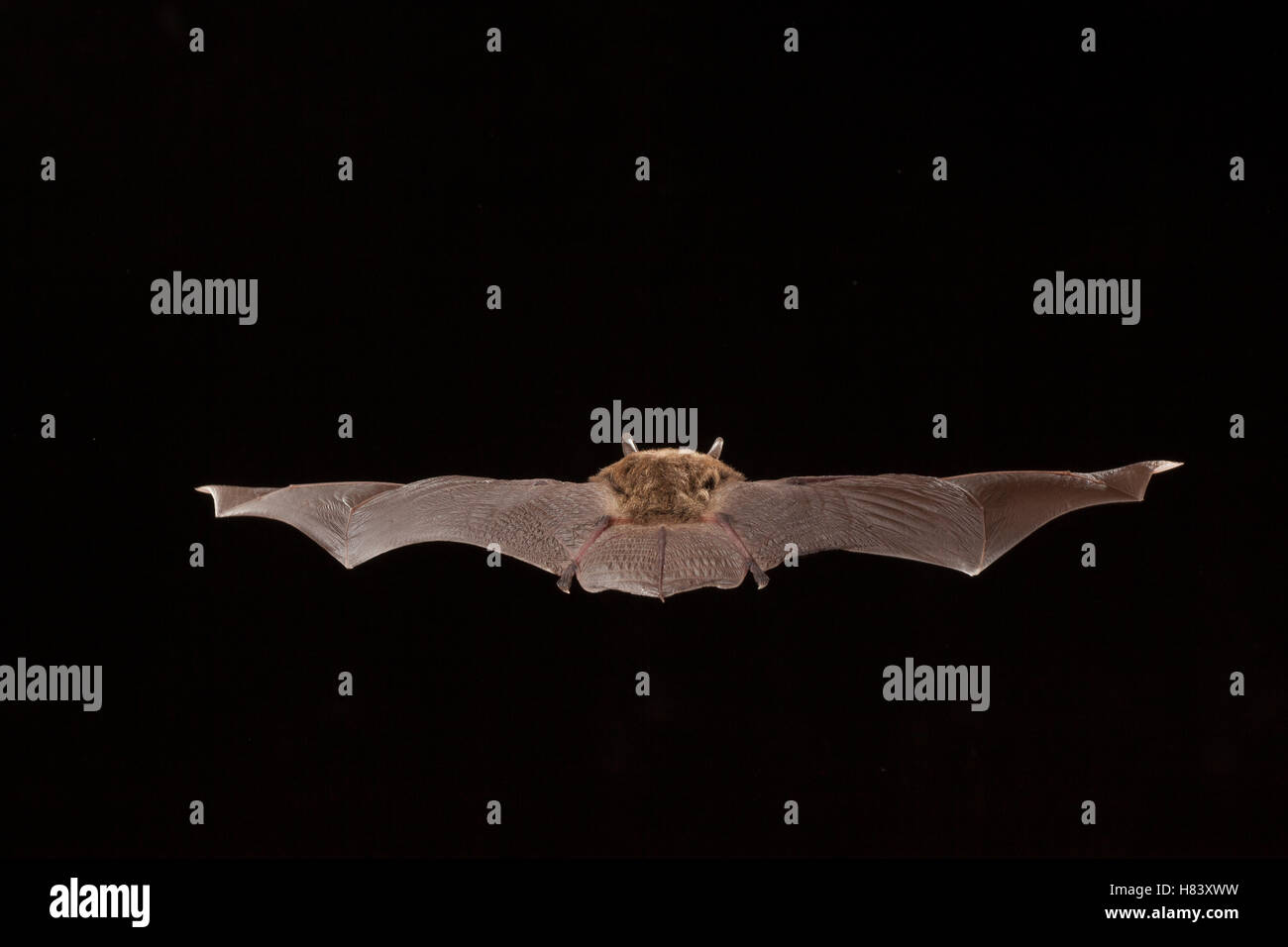 Northern Long-eared Bat (Myotis septentrionalis) female from behind ...