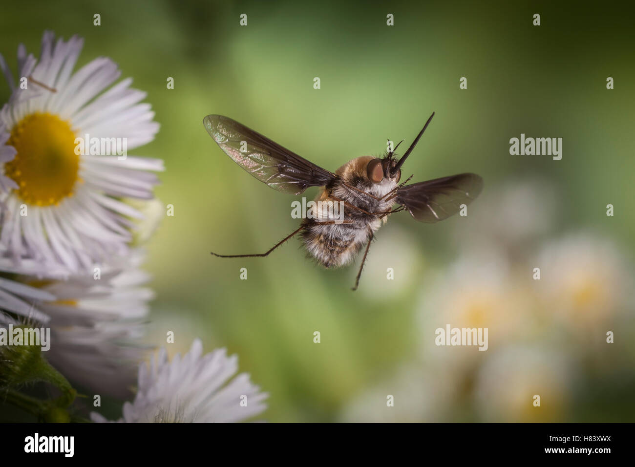 Greater Bee Fly (Bombylius major) flying, Cherokee National Forest ...