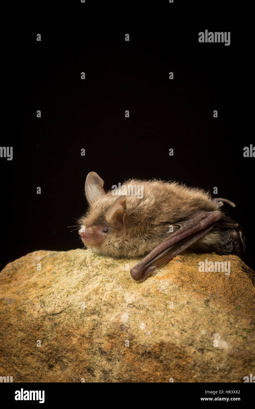 Northern Long-eared Bat (Myotis septentrionalis) male roosting ...