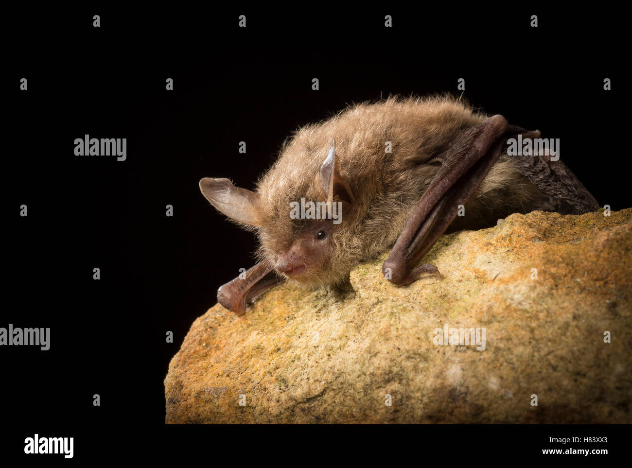 Northern Long-eared Bat (Myotis septentrionalis) male roosting ...