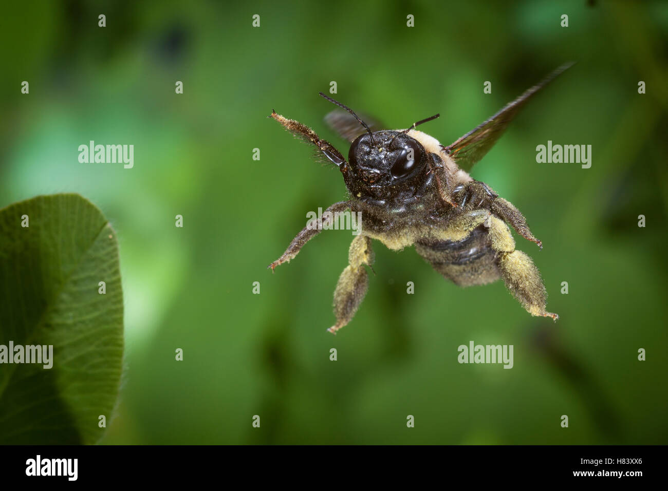 Carpenter Bee (Xylocopa virginica) flying covered in pollen, Cherokee ...