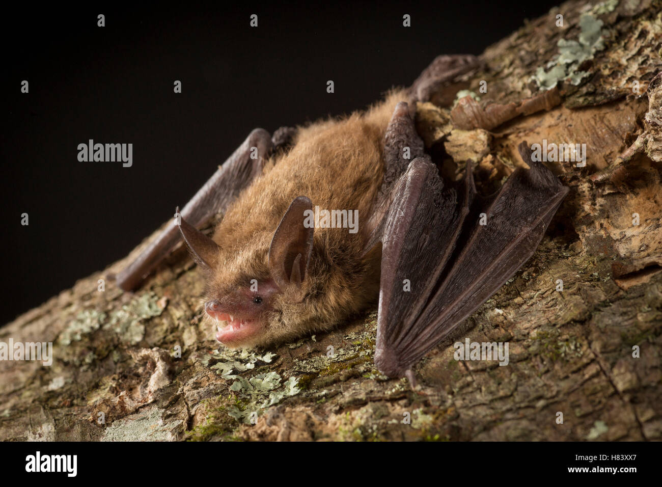 Northern Long-eared Bat (Myotis septentrionalis) male on birch tree ...