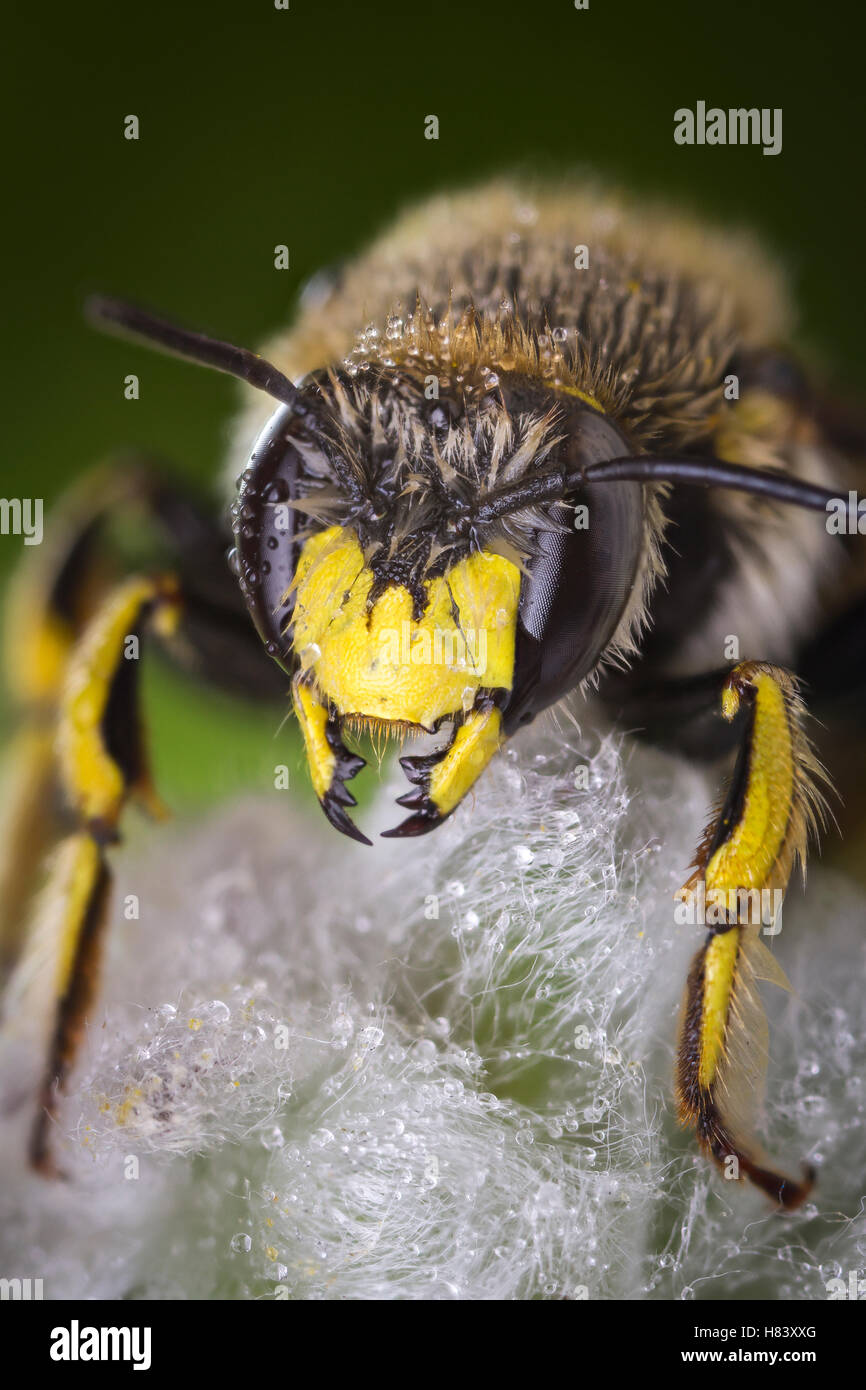 Leaf-cutting Bee (Megachile sp) covered with dew in morning, western ...