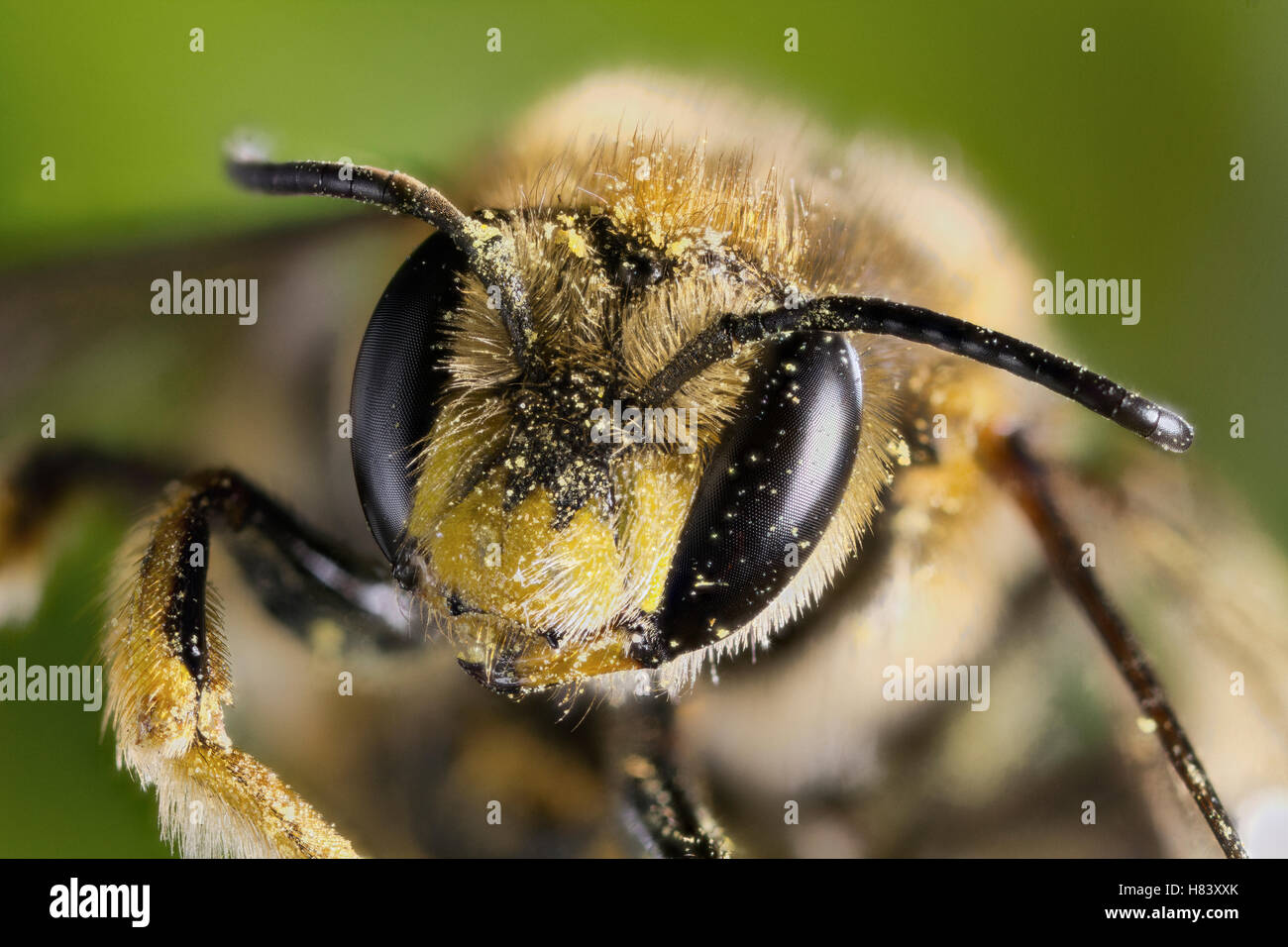 Bee (Apidae) dusted with pollen, western Oregon Stock Photo - Alamy