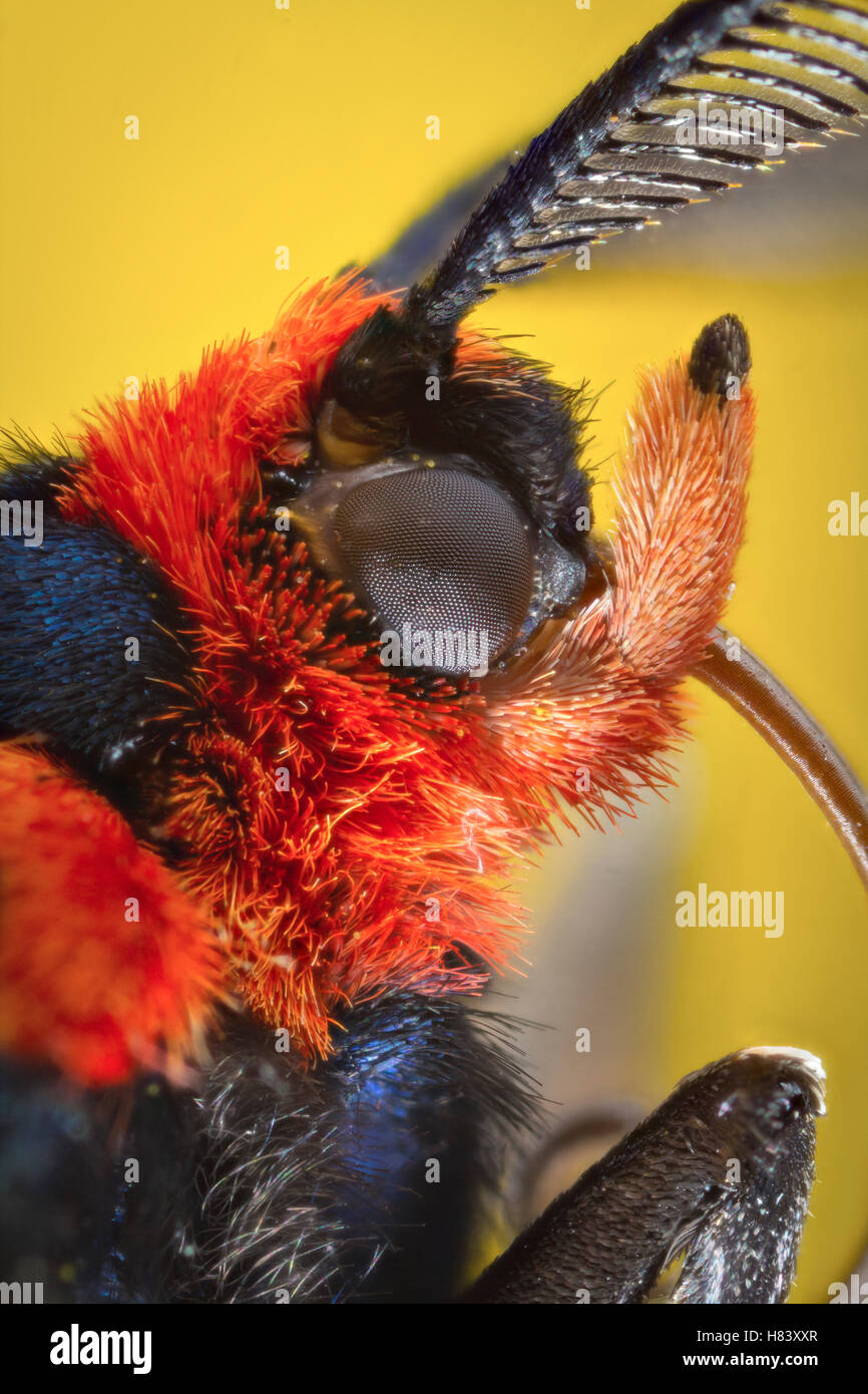 Cinnabar Moth (Tyria jacobaeae) showing hairy proboscis, Cascade Head ...