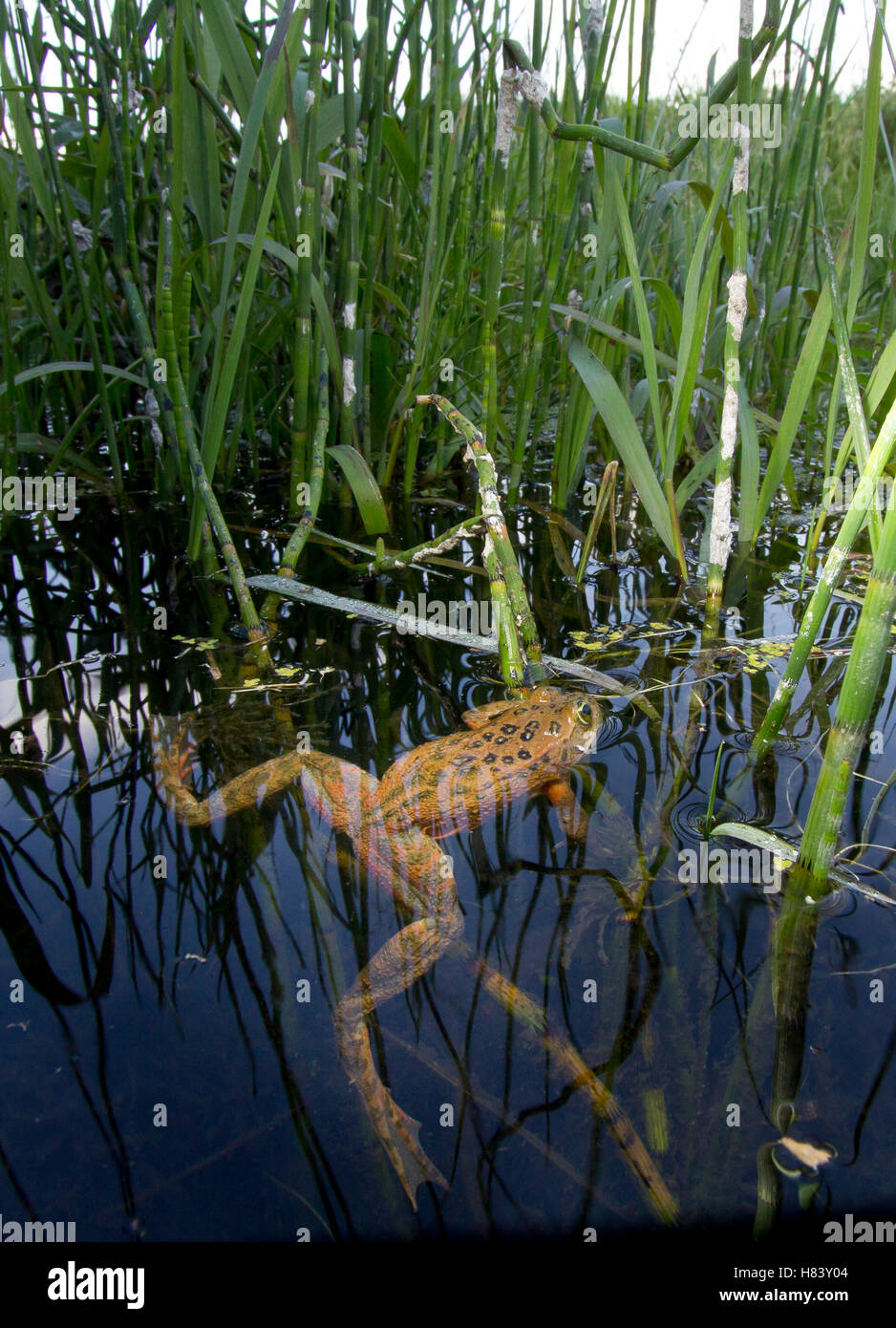 Oregon Spotted Frog (Rana pretiosa) floating in marsh, Conboy Lake ...