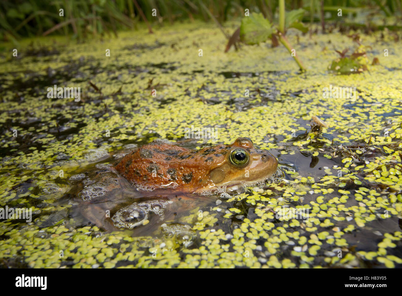Oregon Spotted Frog (Rana pretiosa) in marsh, Conboy Lake National ...