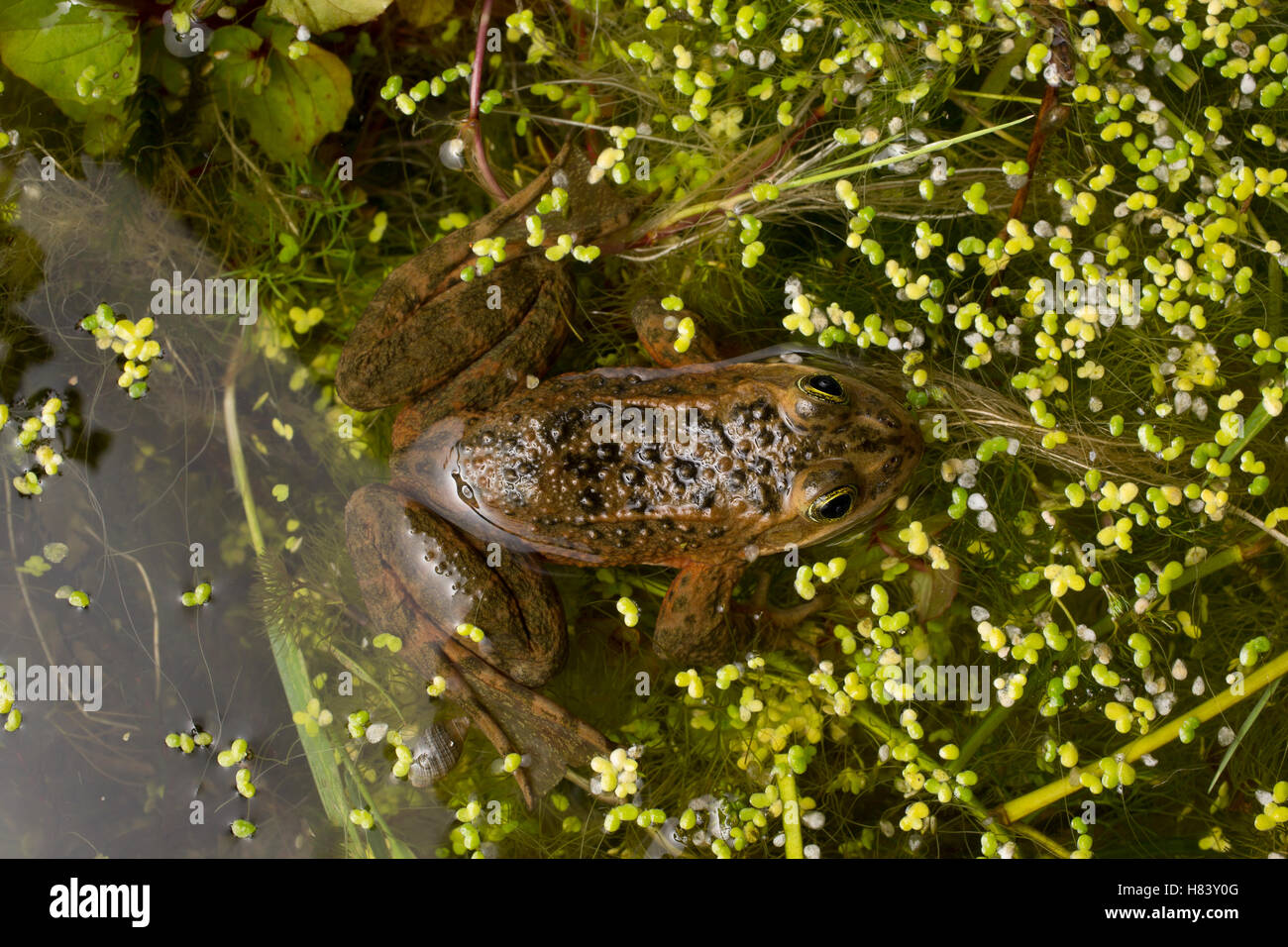 Oregon Spotted Frog (Rana pretiosa) in pond, Conboy Lake National ...