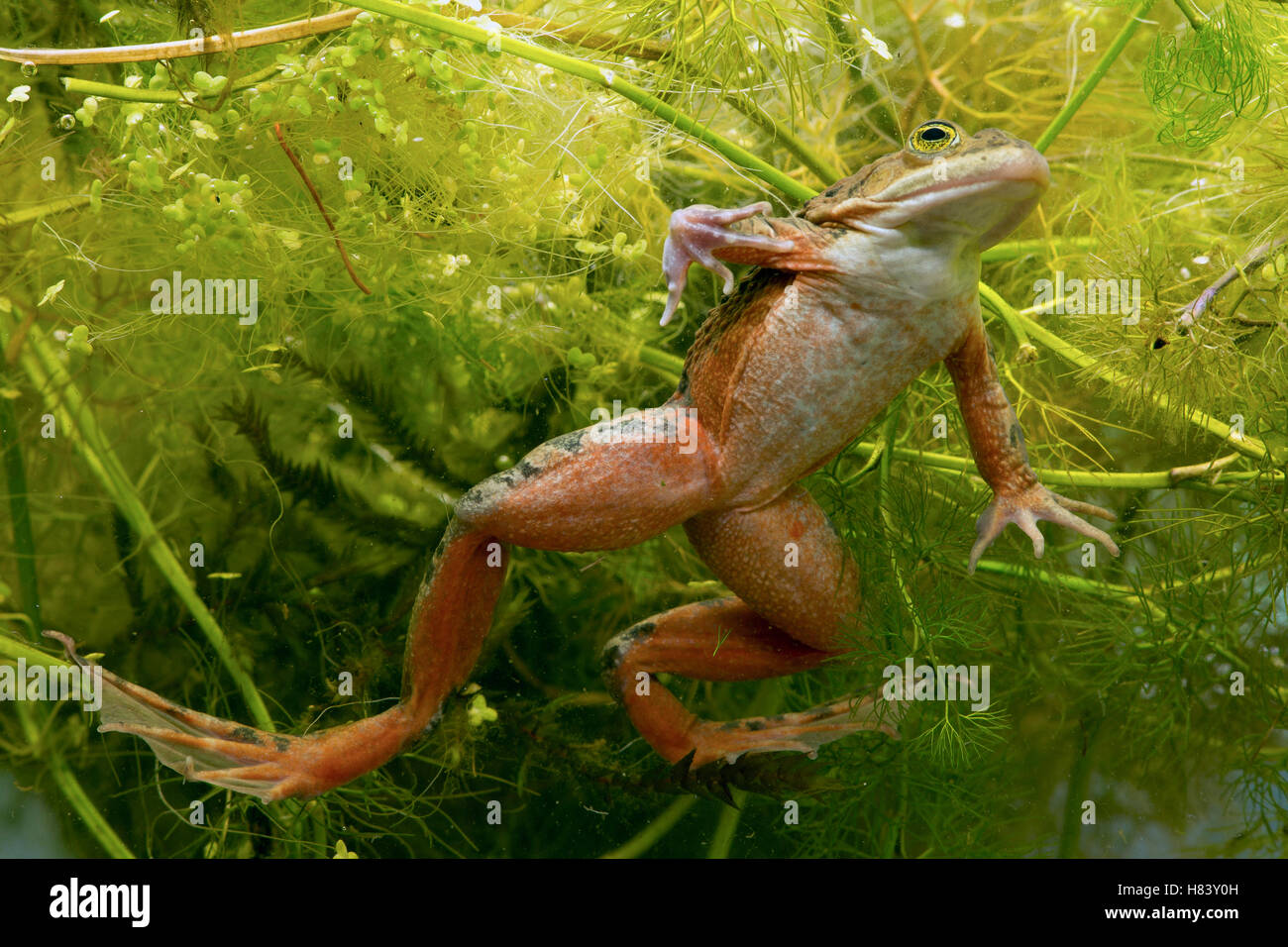 Oregon Spotted Frog (Rana pretiosa) under water plants, Conboy Lake ...