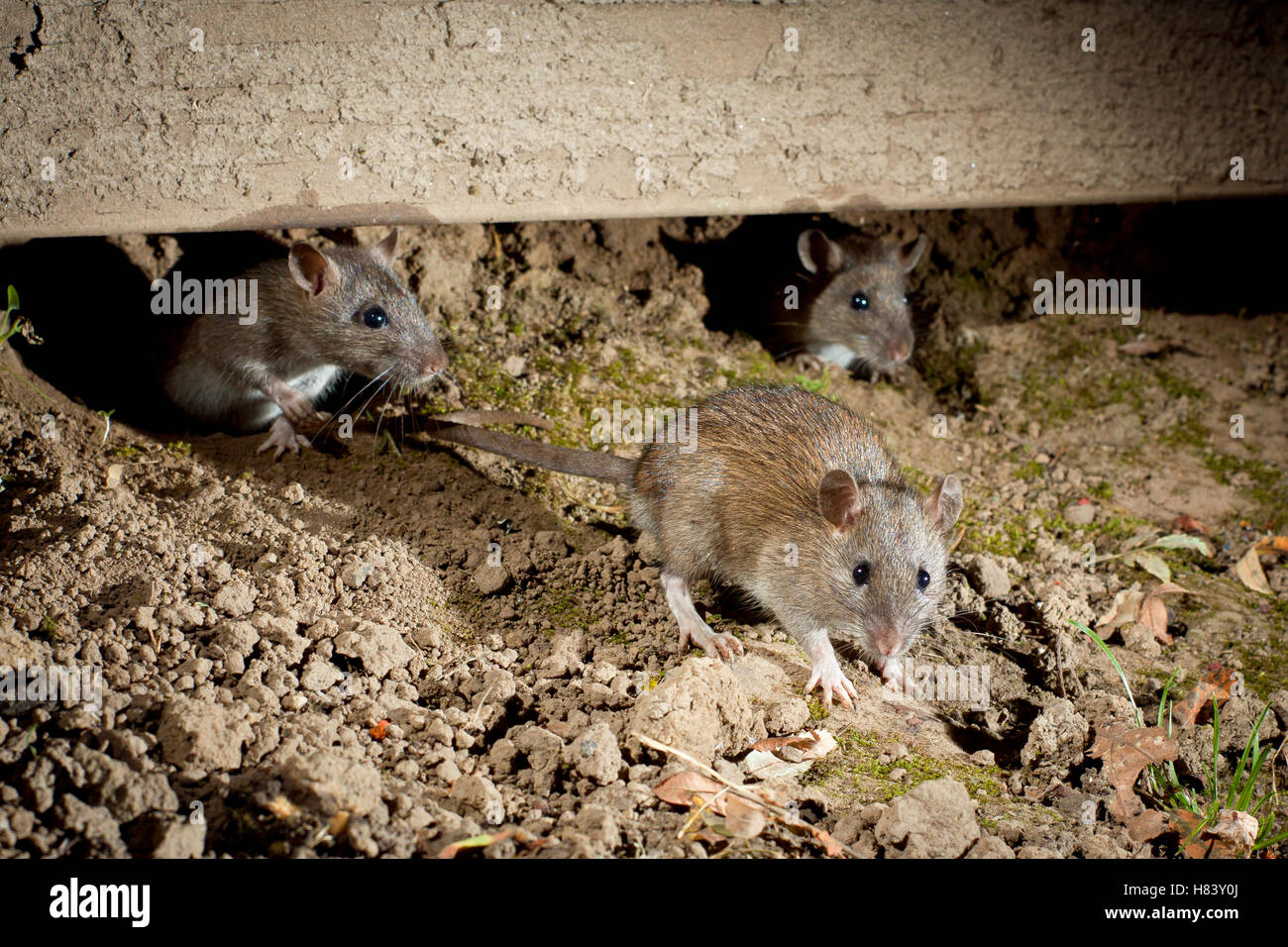Brown Rat (Rattus norvegicus) trio emerging from hole in suburban yard ...