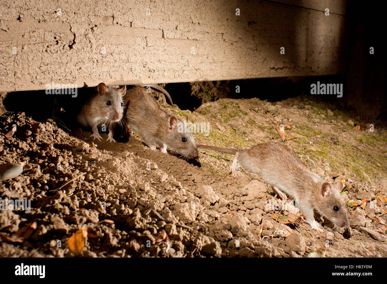 Brown Rat (Rattus norvegicus) trio emerging from hole in suburban yard ...