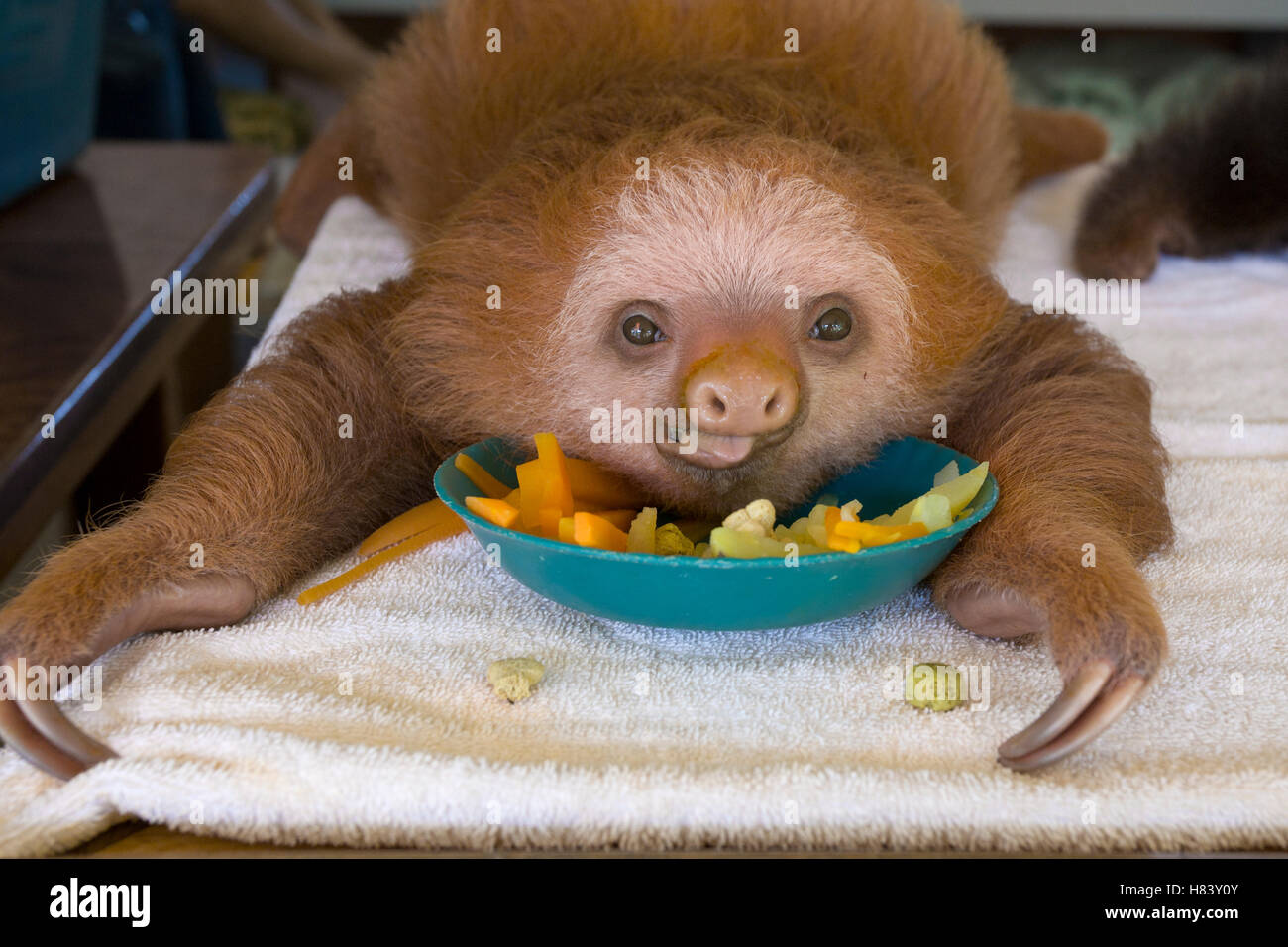 Hoffmann's Two-toed Sloth (Choloepus hoffmanni) orphan eating ...