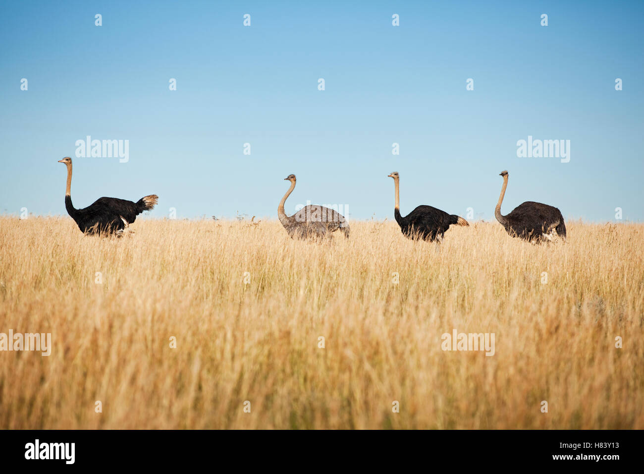 Ostrich (Struthio camelus) group of three males and one female walking ...