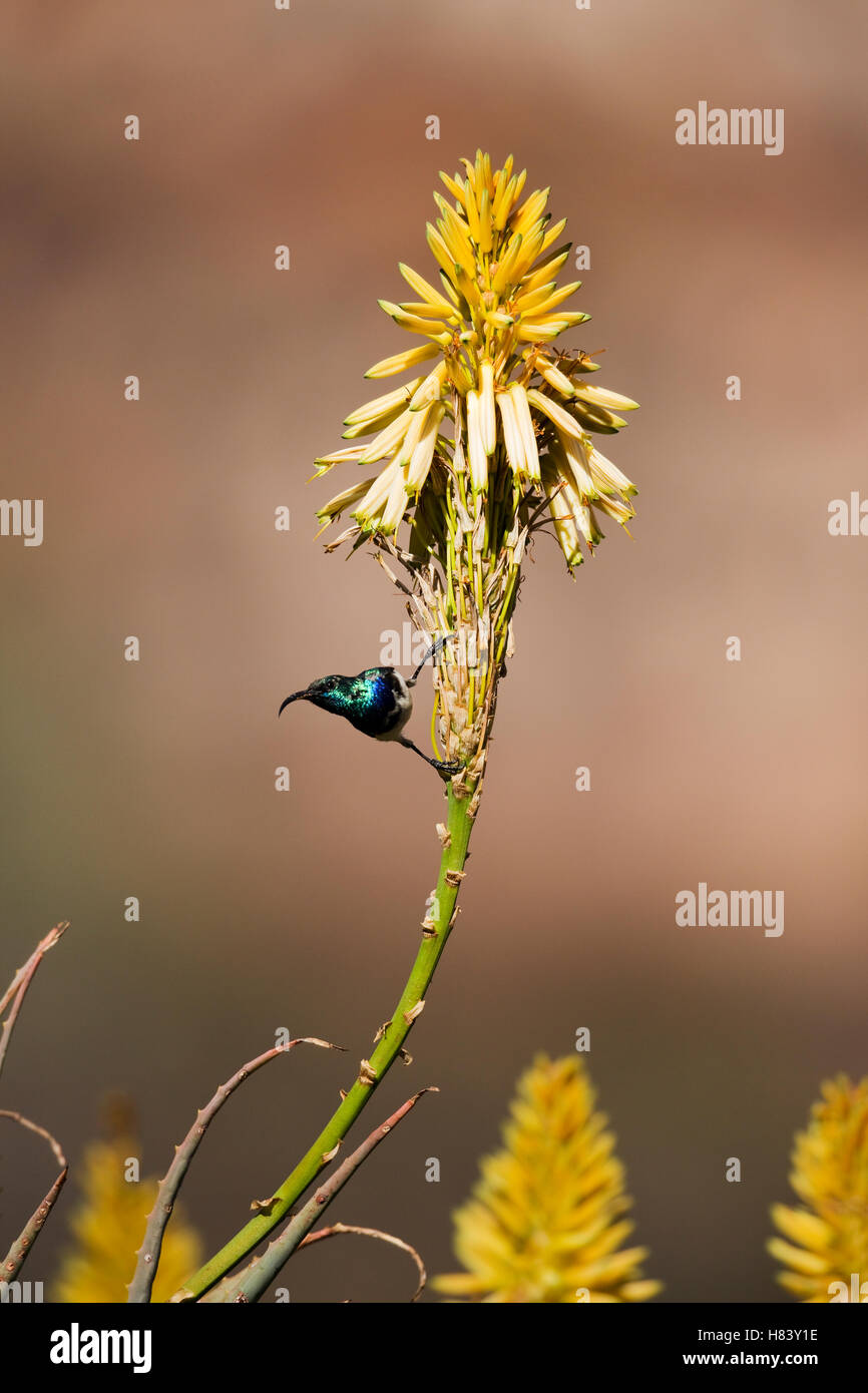 White-bellied Sunbird (Nectarinia talatala) male, Marievale Bird ...