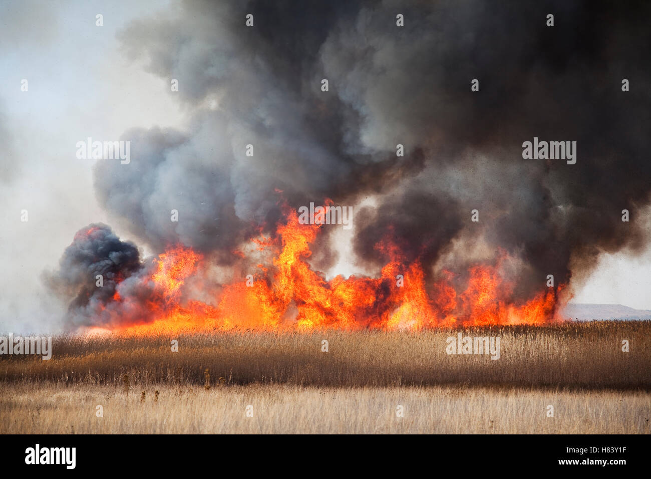 Wildfire, Marievale Bird Sanctuary, South Africa Stock Photo - Alamy