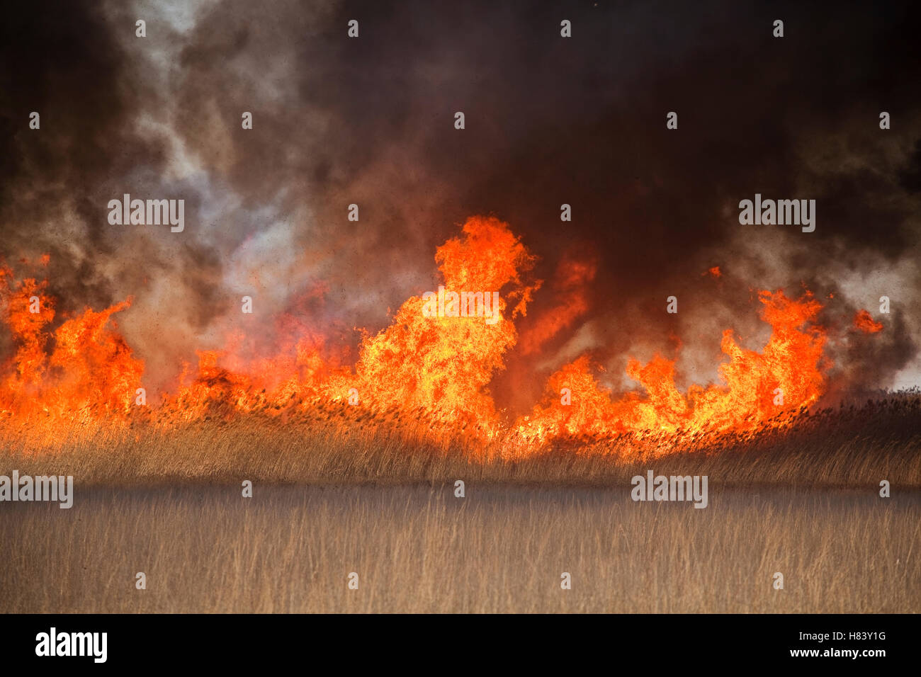 Wildfire, Marievale Bird Sanctuary, South Africa Stock Photo - Alamy