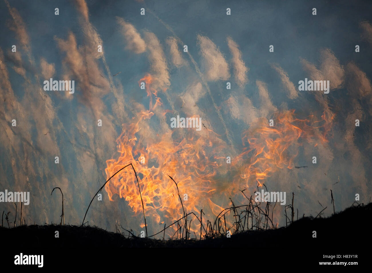 Wildfire, Marievale Bird Sanctuary, South Africa Stock Photo - Alamy