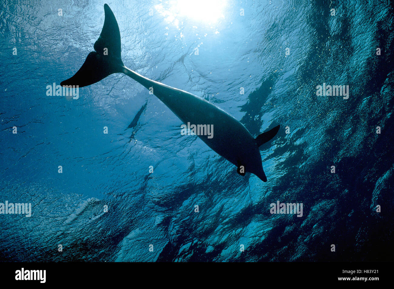 Atlantic Spotted Dolphin (Stenella frontalis), Little Bahama Bank ...