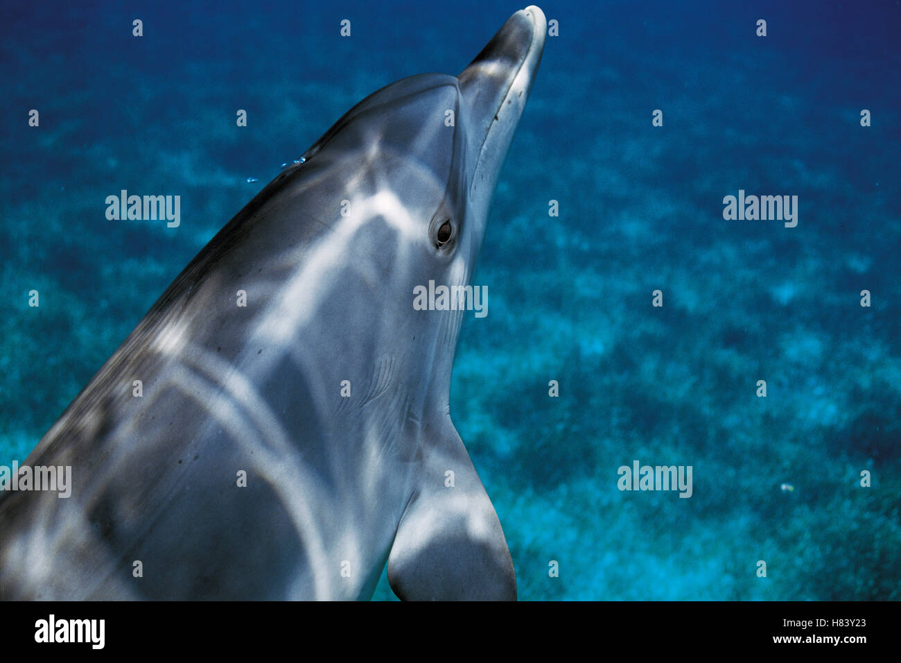 Atlantic Spotted Dolphin (Stenella frontalis), Bahamas Stock Photo - Alamy