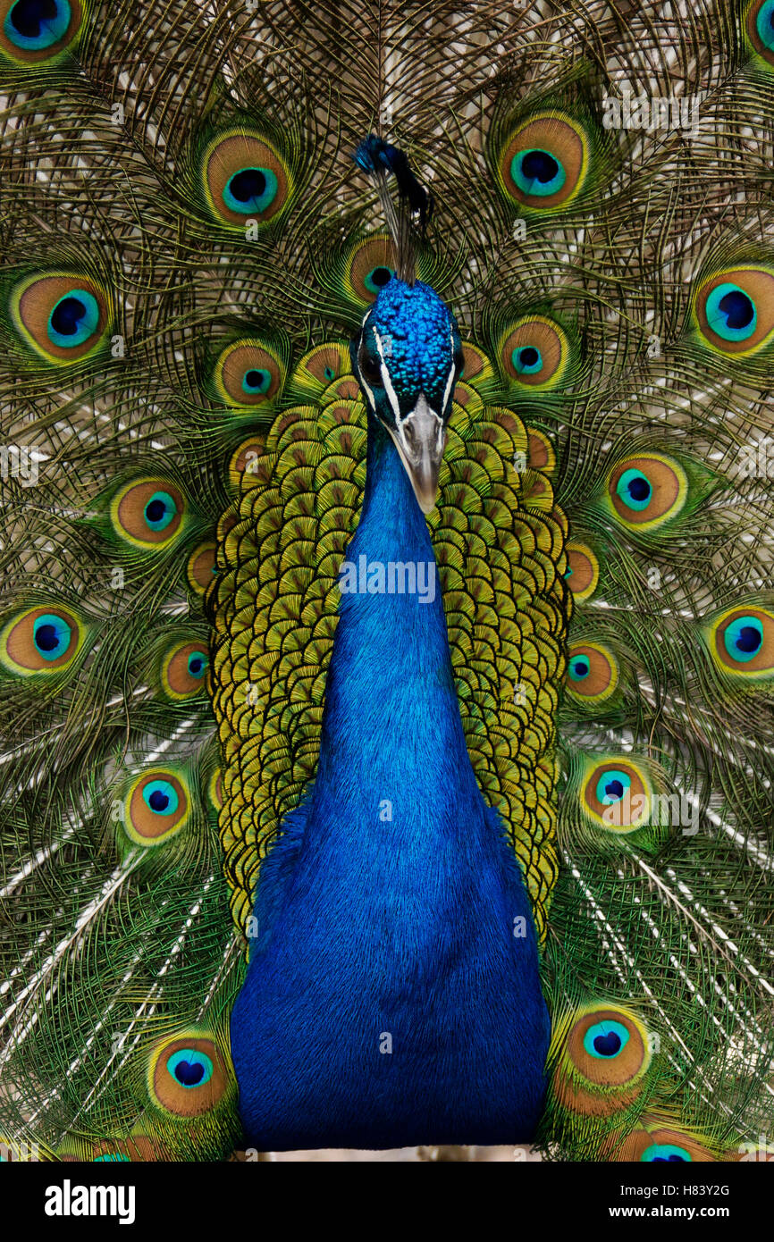 Indian Peafowl (Pavo cristatus) male in full display Stock Photo - Alamy