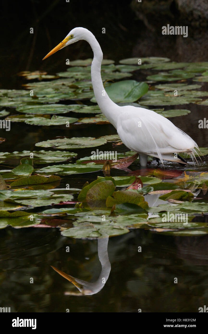 Great Egret (Ardea alba) hunting in lotus pond Stock Photo - Alamy