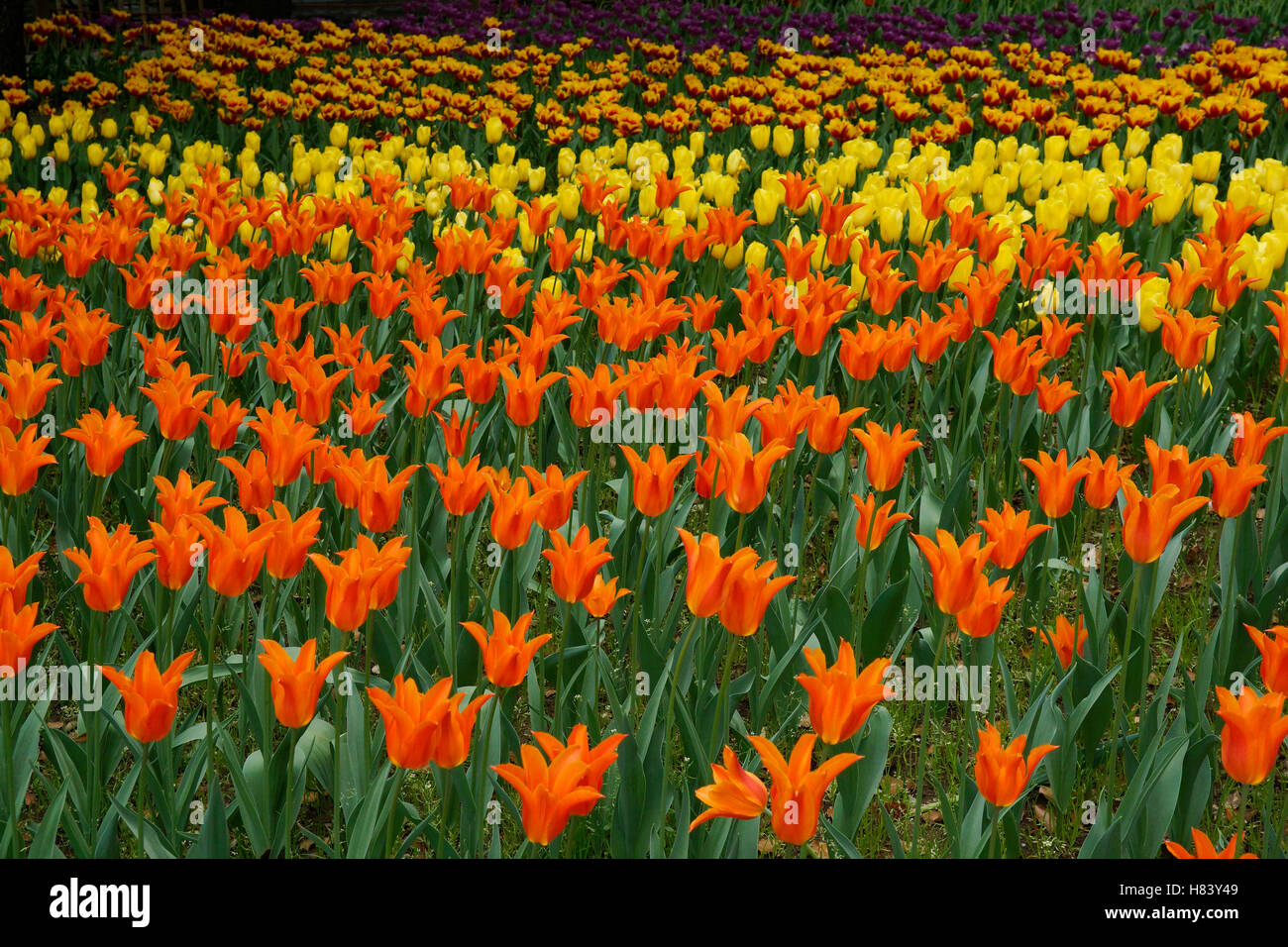 Tulip (Tulipa sp) flower garden, Japan Stock Photo - Alamy
