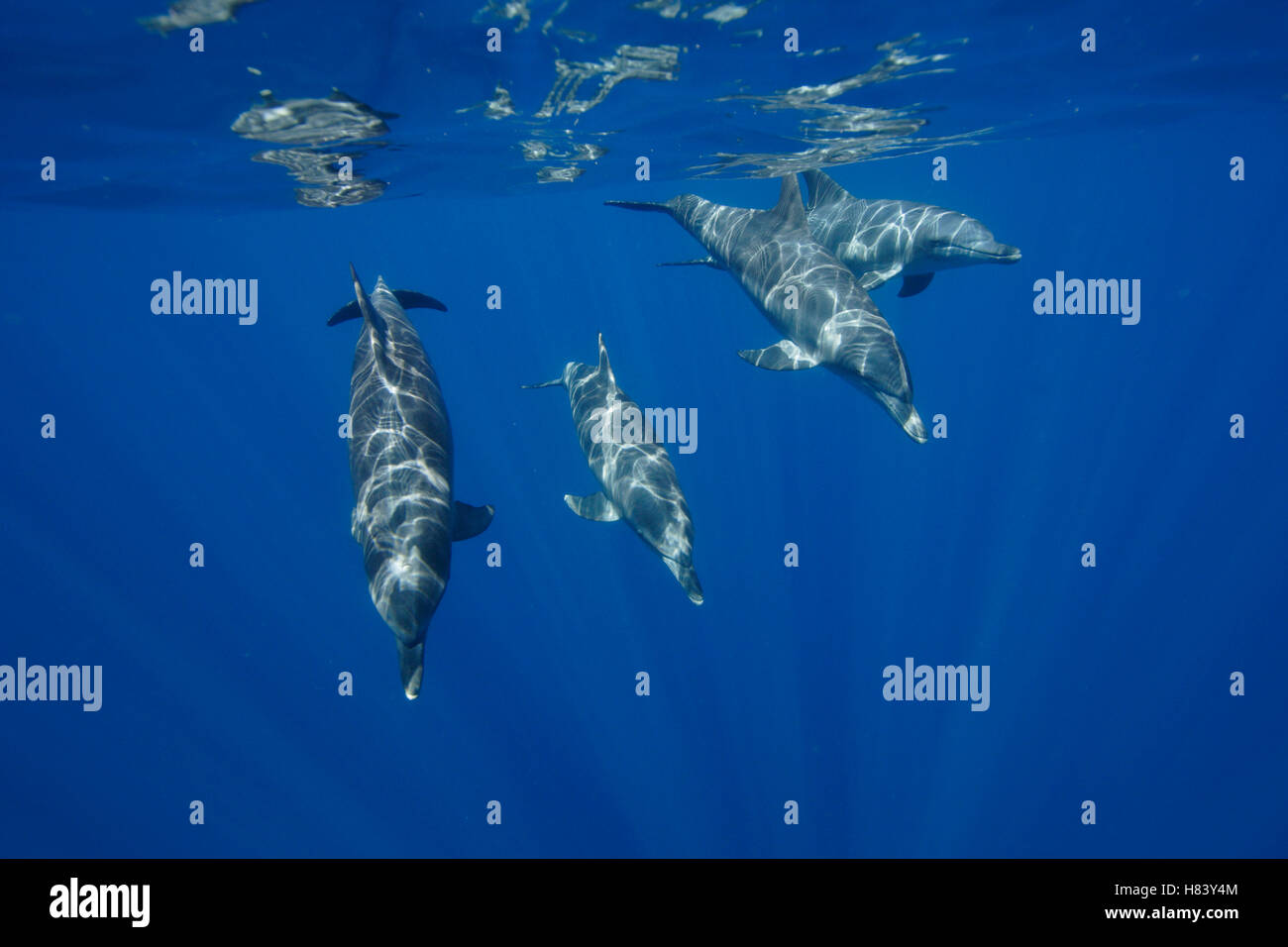 Indo-pacific Bottlenose Dolphin (Tursiops aduncus) group, Ogasawara ...