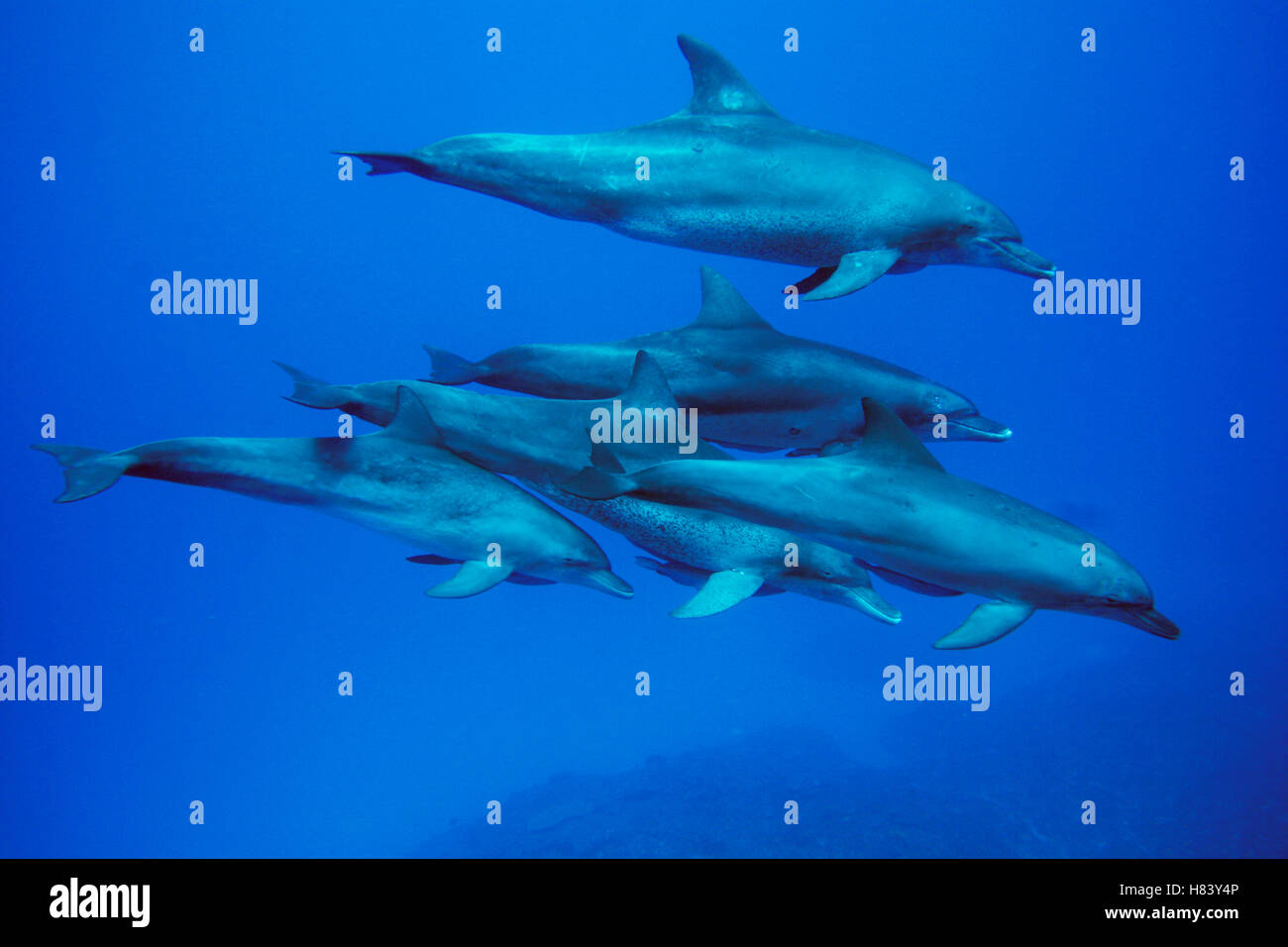 Indo-pacific Bottlenose Dolphin (Tursiops aduncus) group, Ogasawara ...
