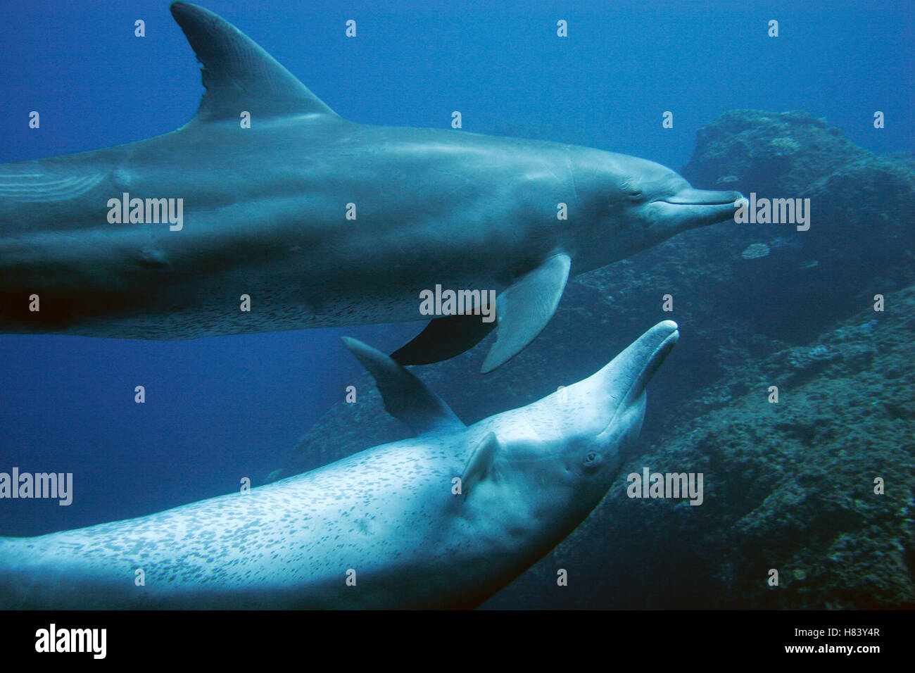 Indo-pacific Bottlenose Dolphin (Tursiops aduncus) pair, Ogasawara ...