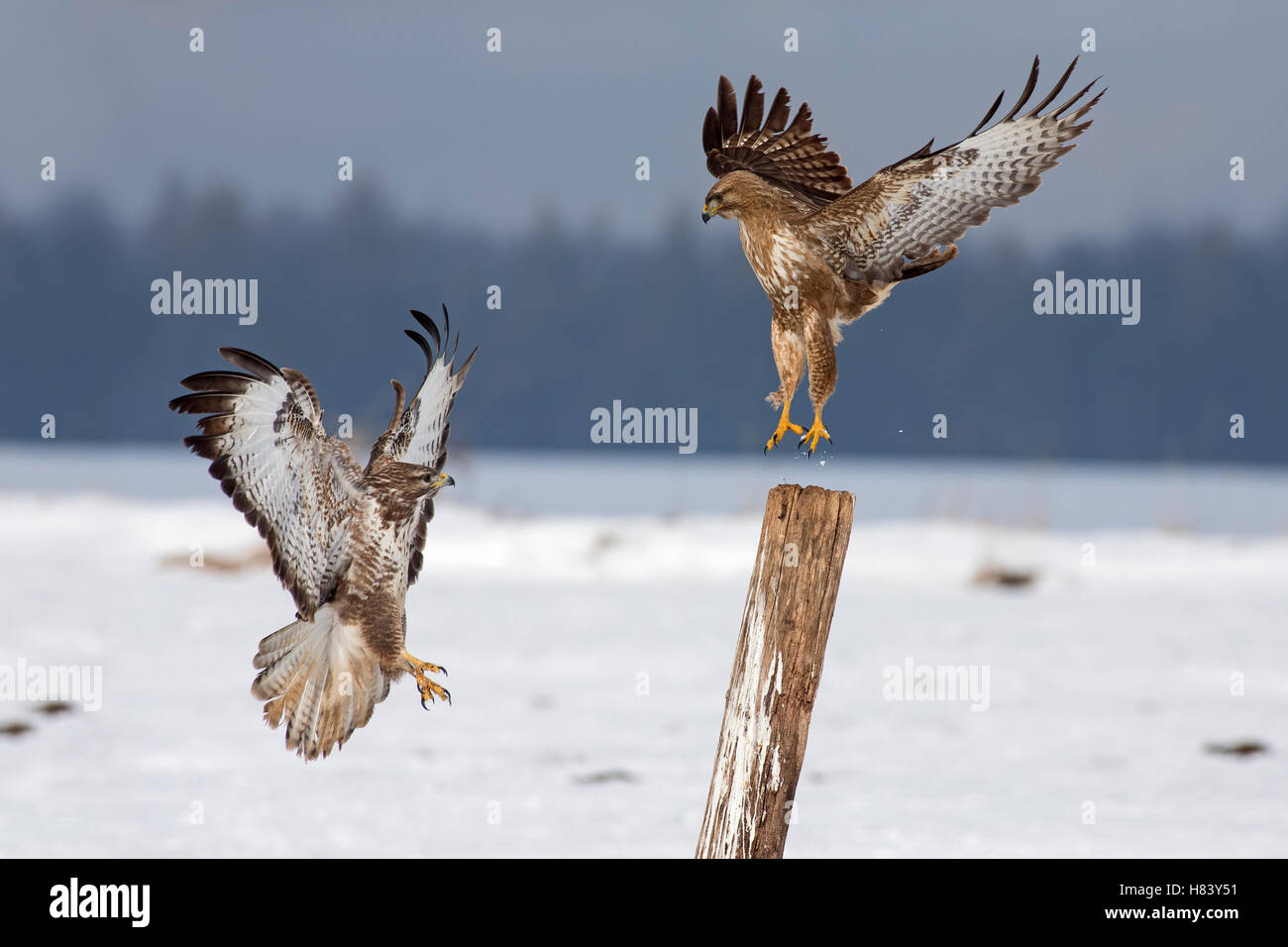 Common Buzzard (Buteo buteo) pair attempting to land on same post ...