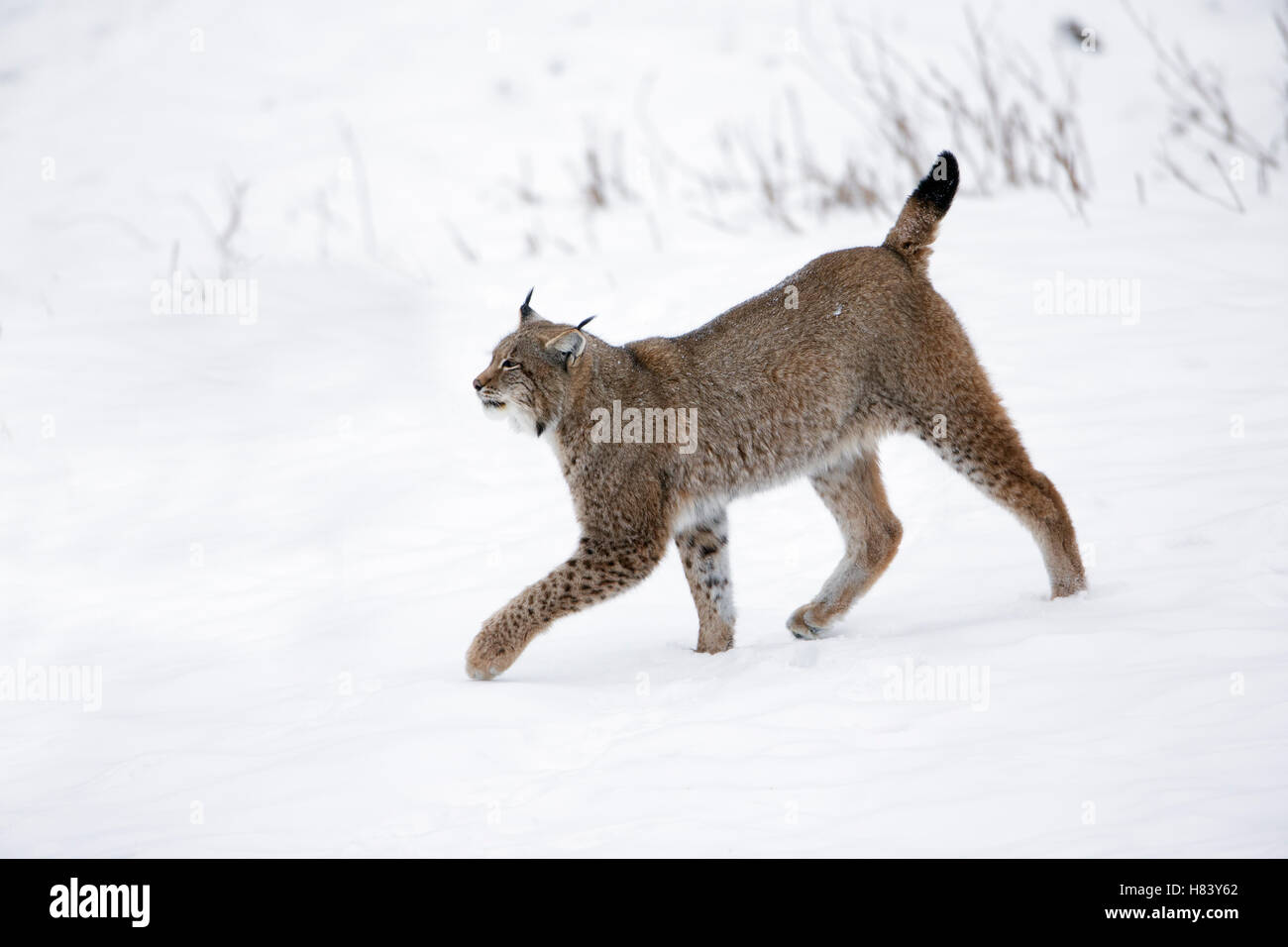 Eurasian Lynx (Lynx lynx) walking through snow, Germany Stock Photo - Alamy