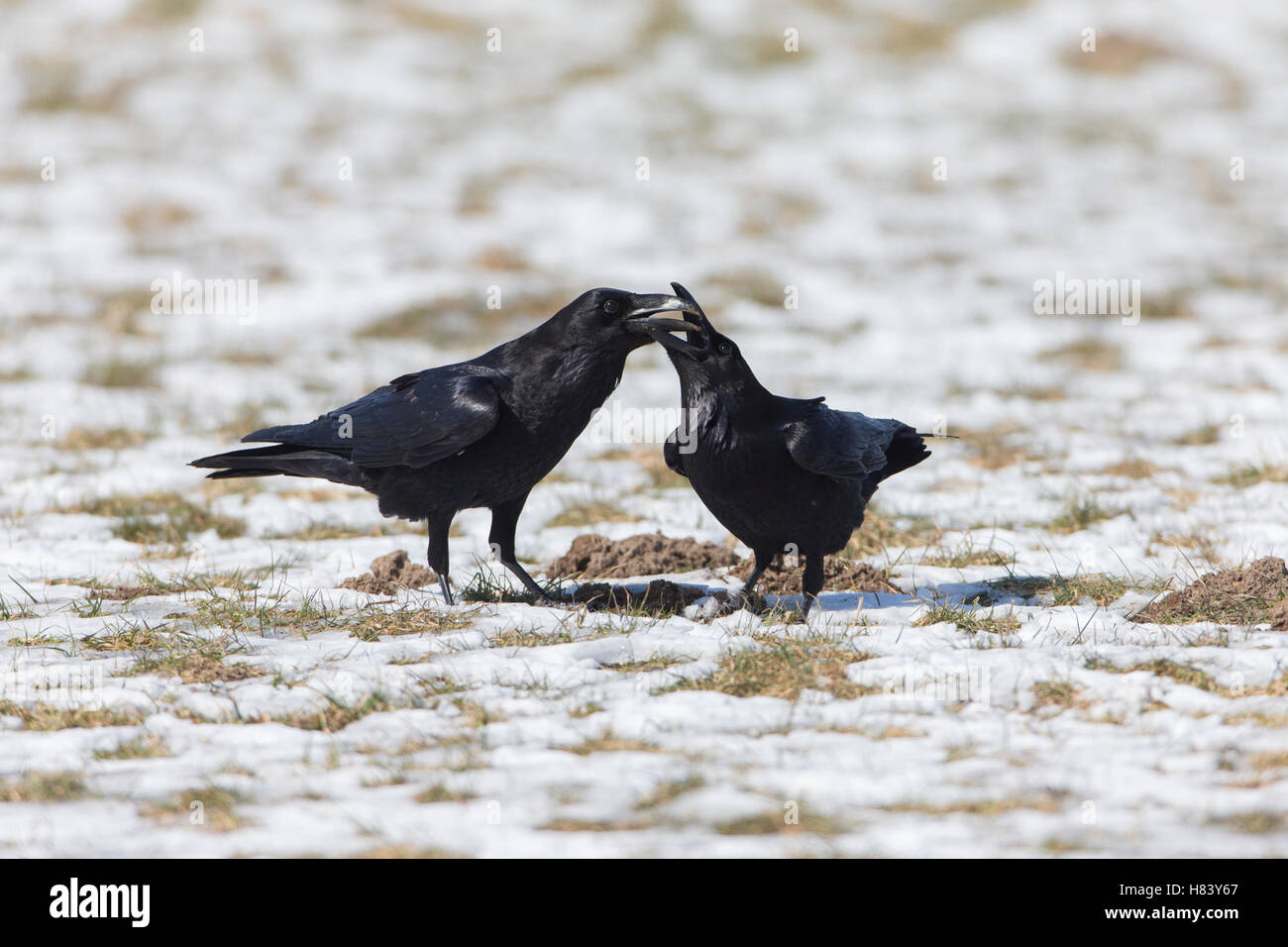 Common Raven (Corvus corax) pair feeding each other, Germany Stock ...