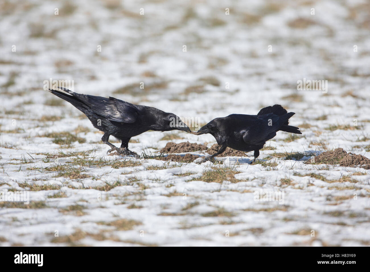 Common Raven (Corvus corax) pair feeding on carrion, Germany Stock ...